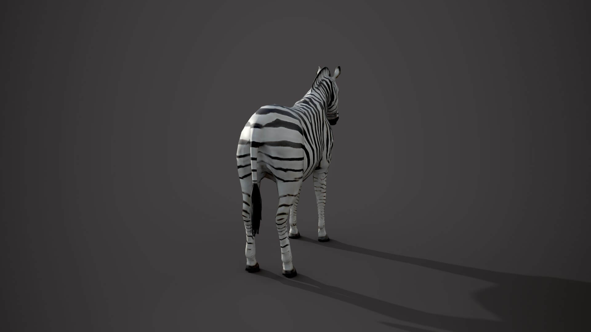 Zebra - 3D Model by sherazahmad