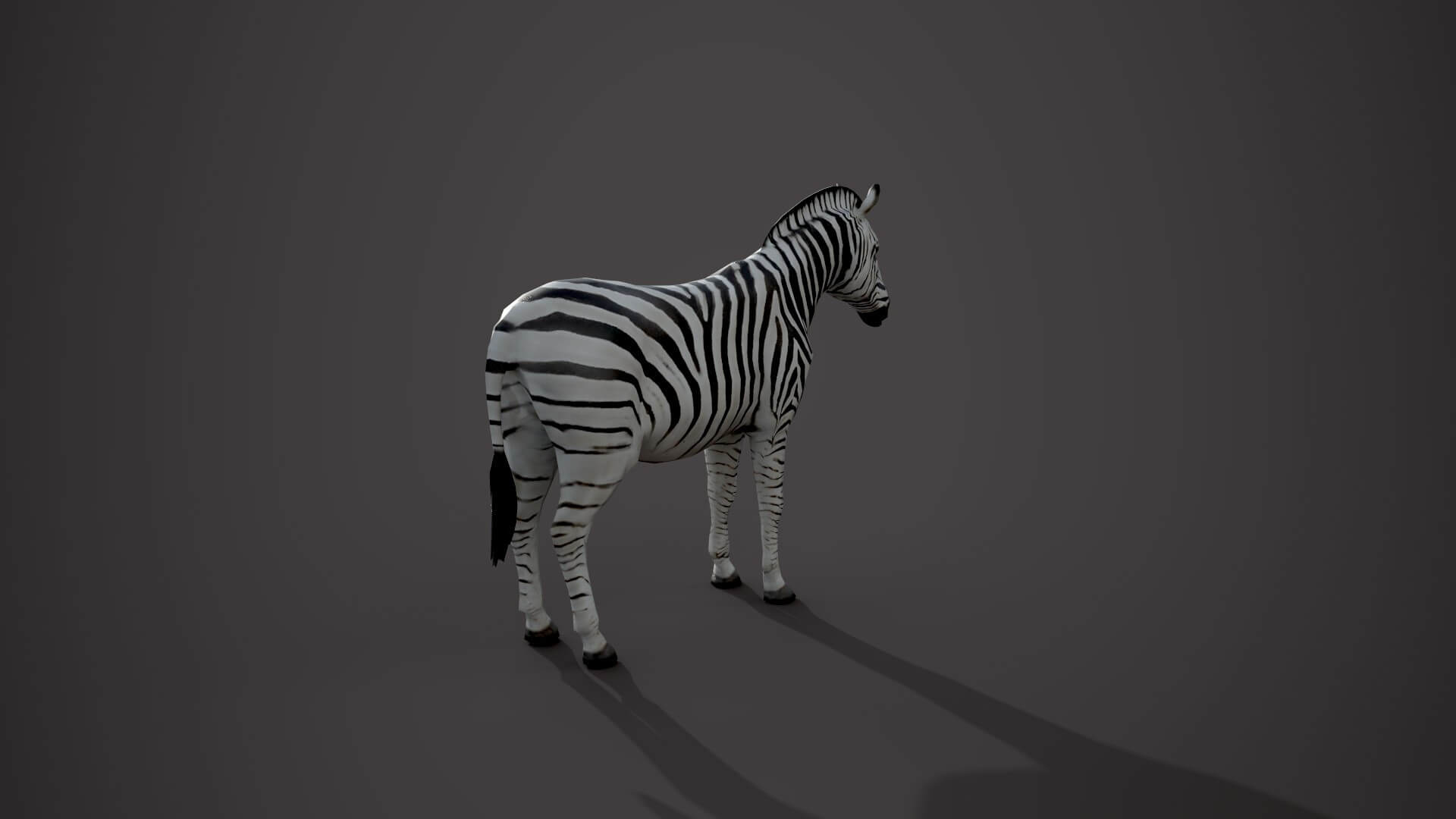 Zebra - 3D Model by sherazahmad