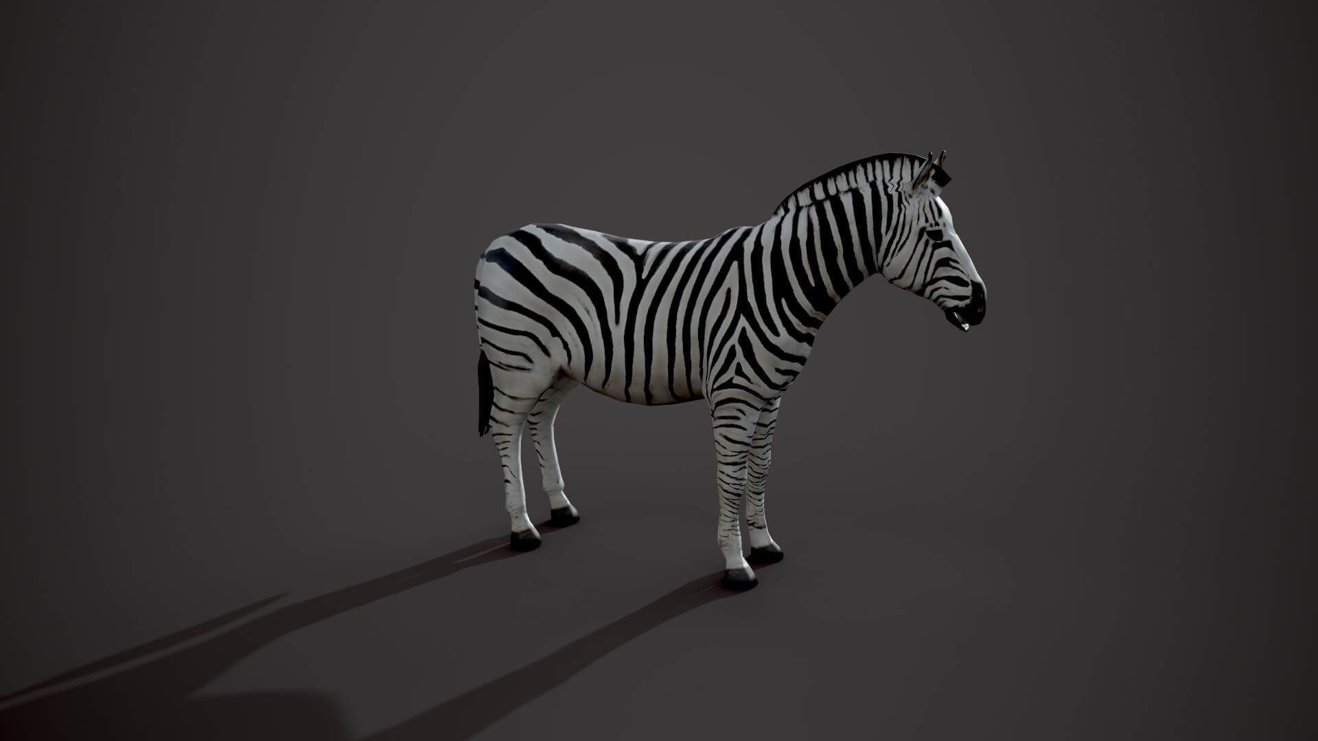 Zebra - 3D Model by sherazahmad
