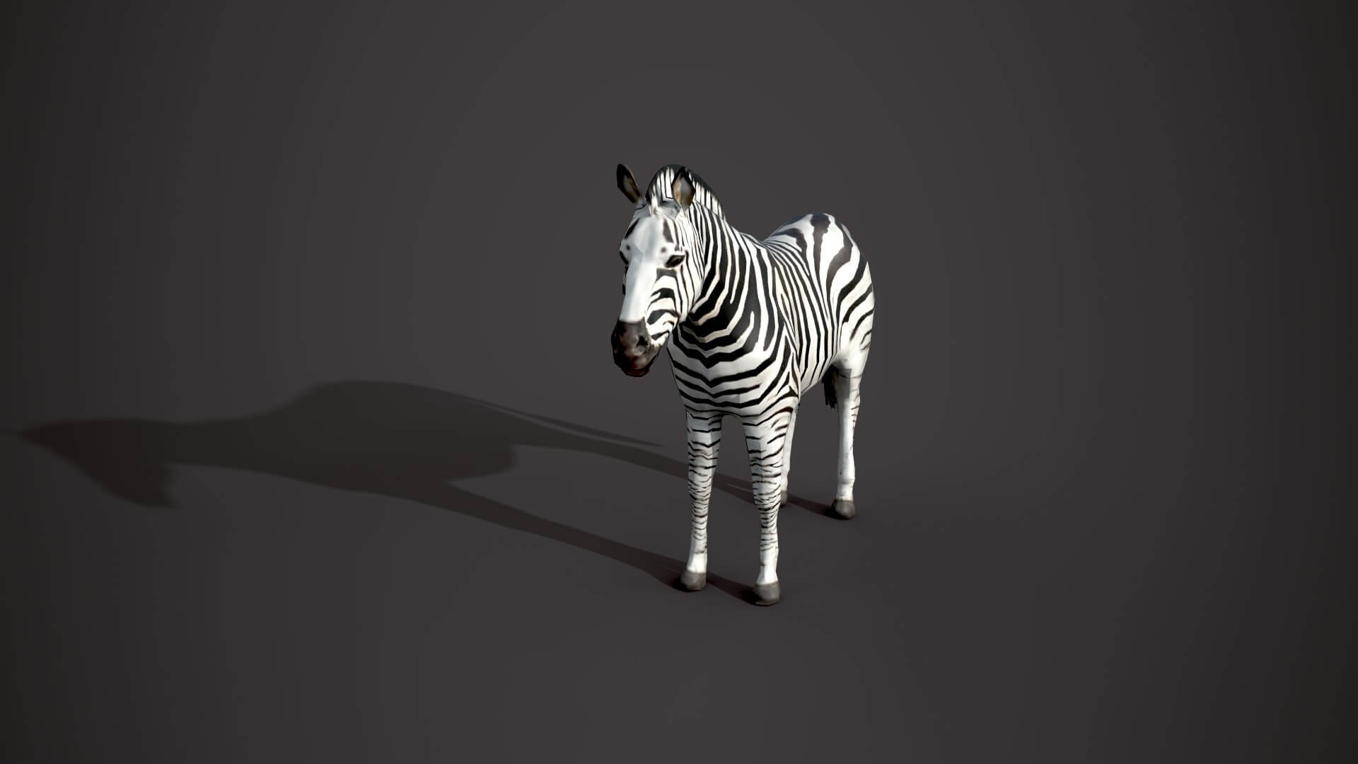 Zebra - 3D Model by sherazahmad