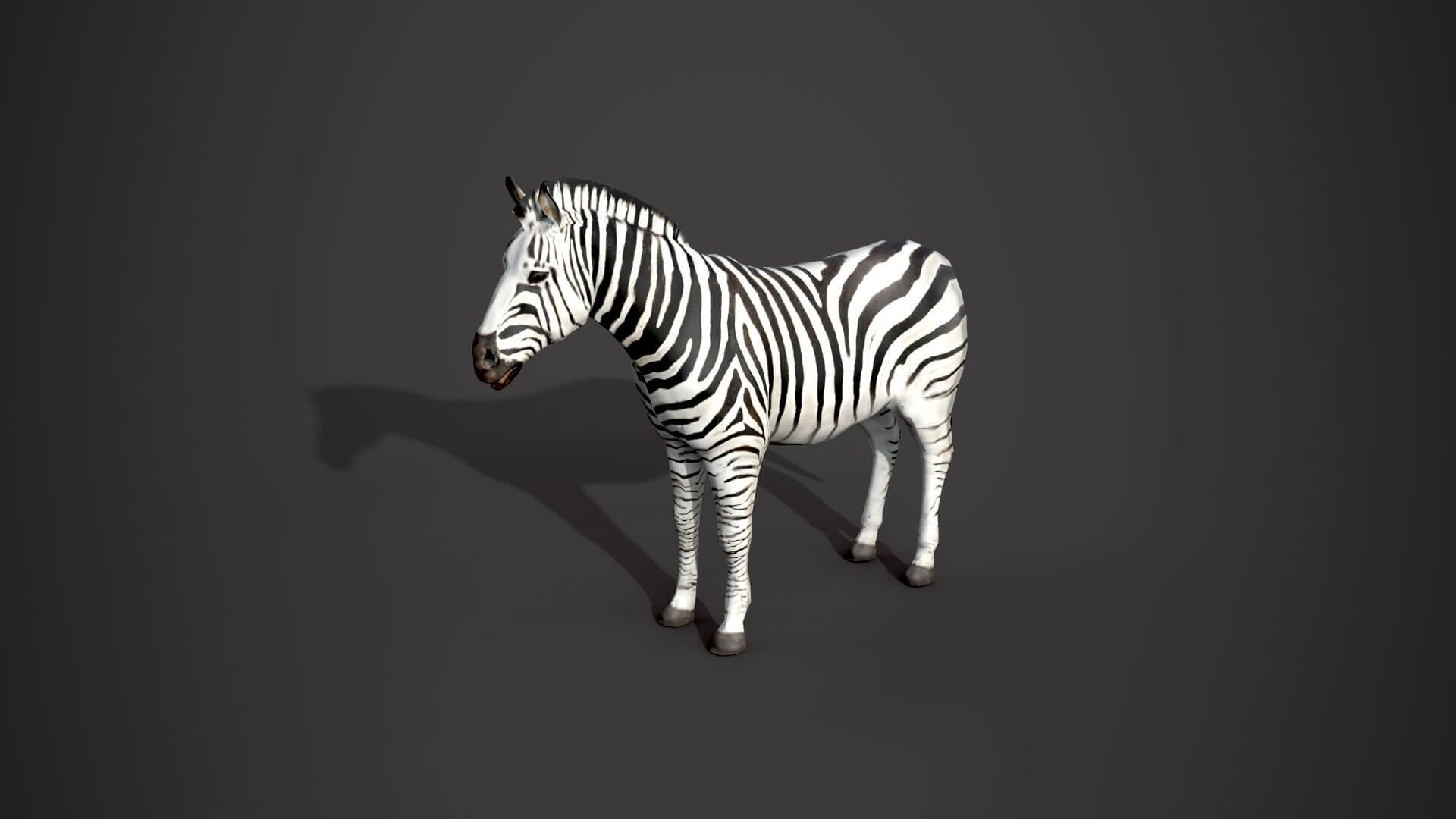 Zebra - 3D Model by sherazahmad