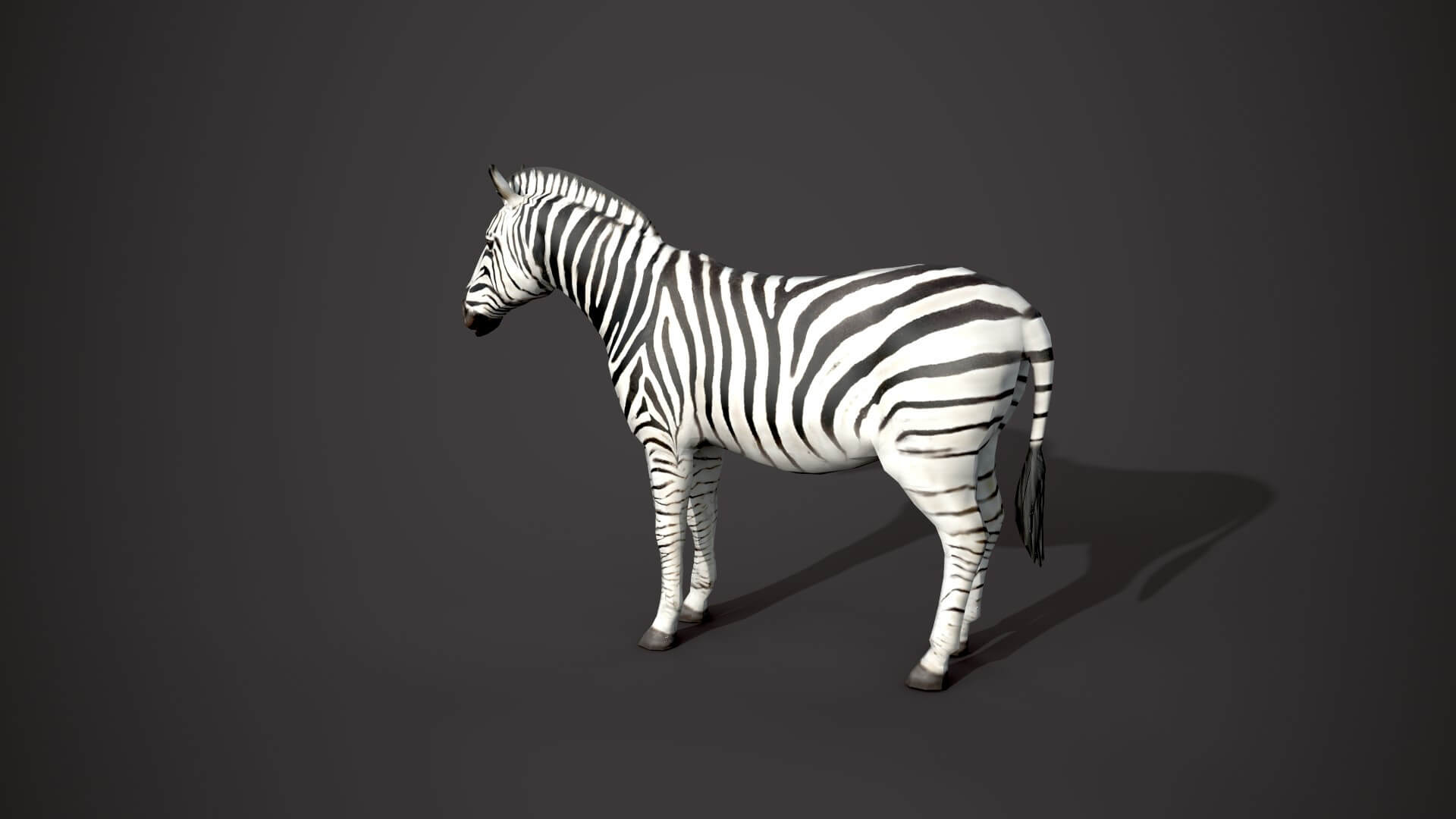 Zebra - 3D Model by sherazahmad