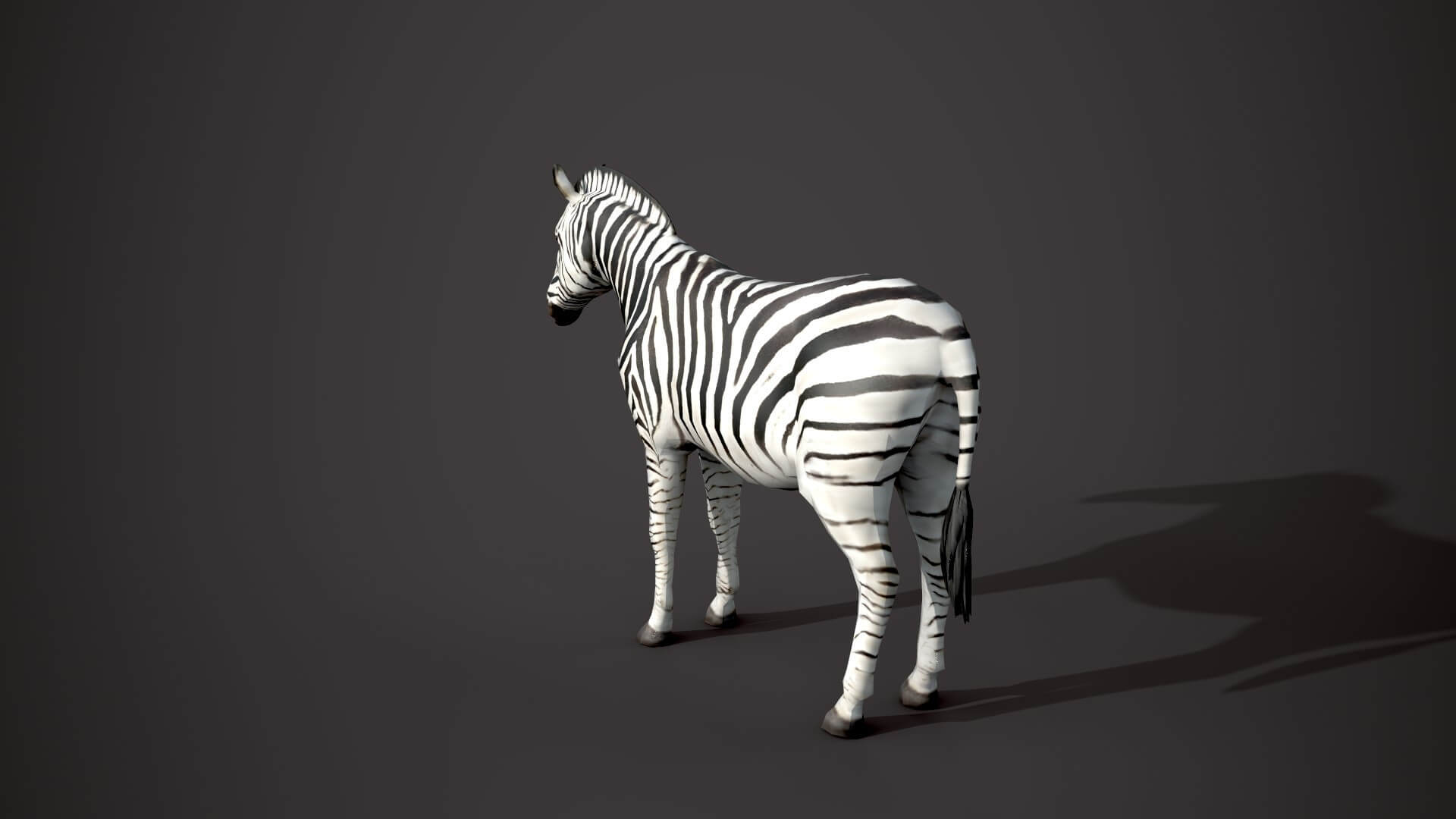 Zebra - 3D Model by sherazahmad