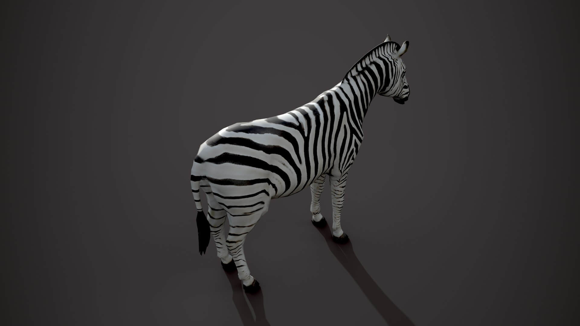 Zebra - 3D Model by sherazahmad