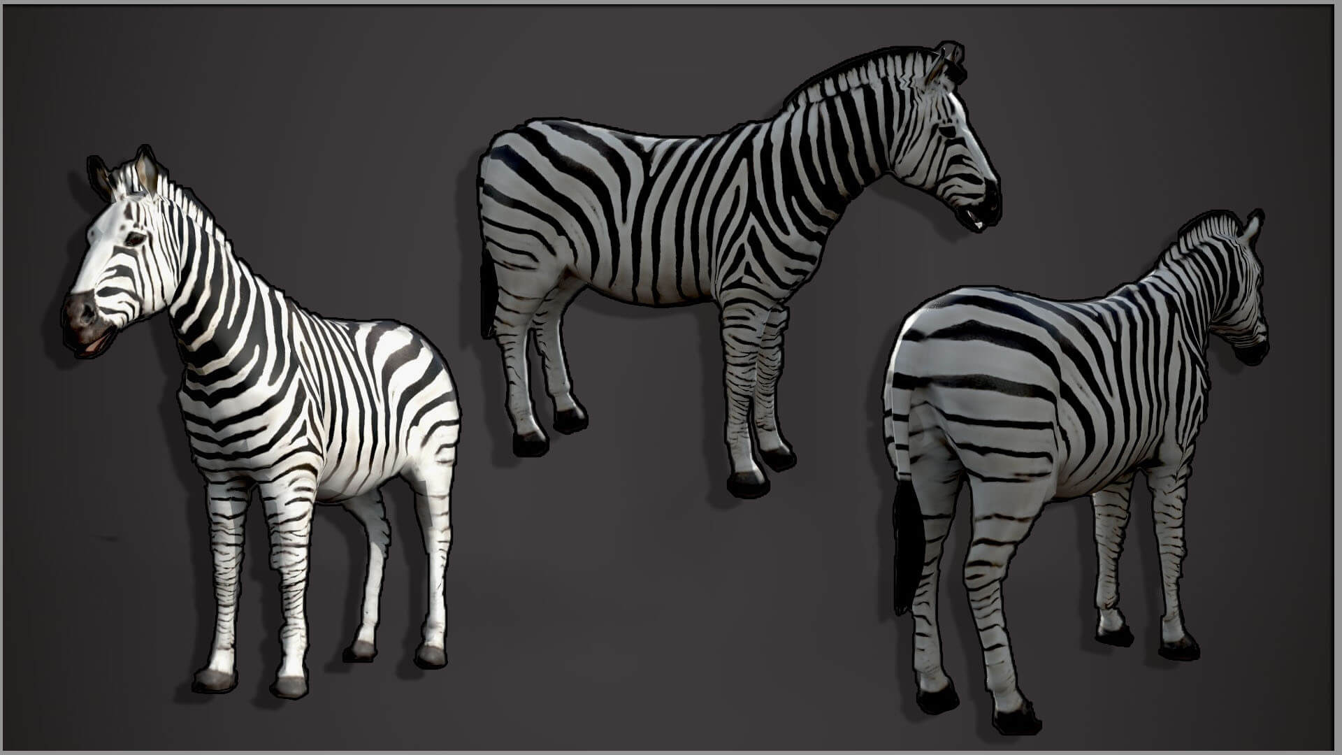 Zebra - 3D Model by sherazahmad