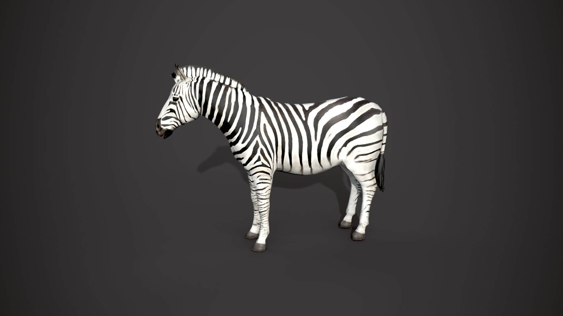 Zebra - 3D Model by sherazahmad