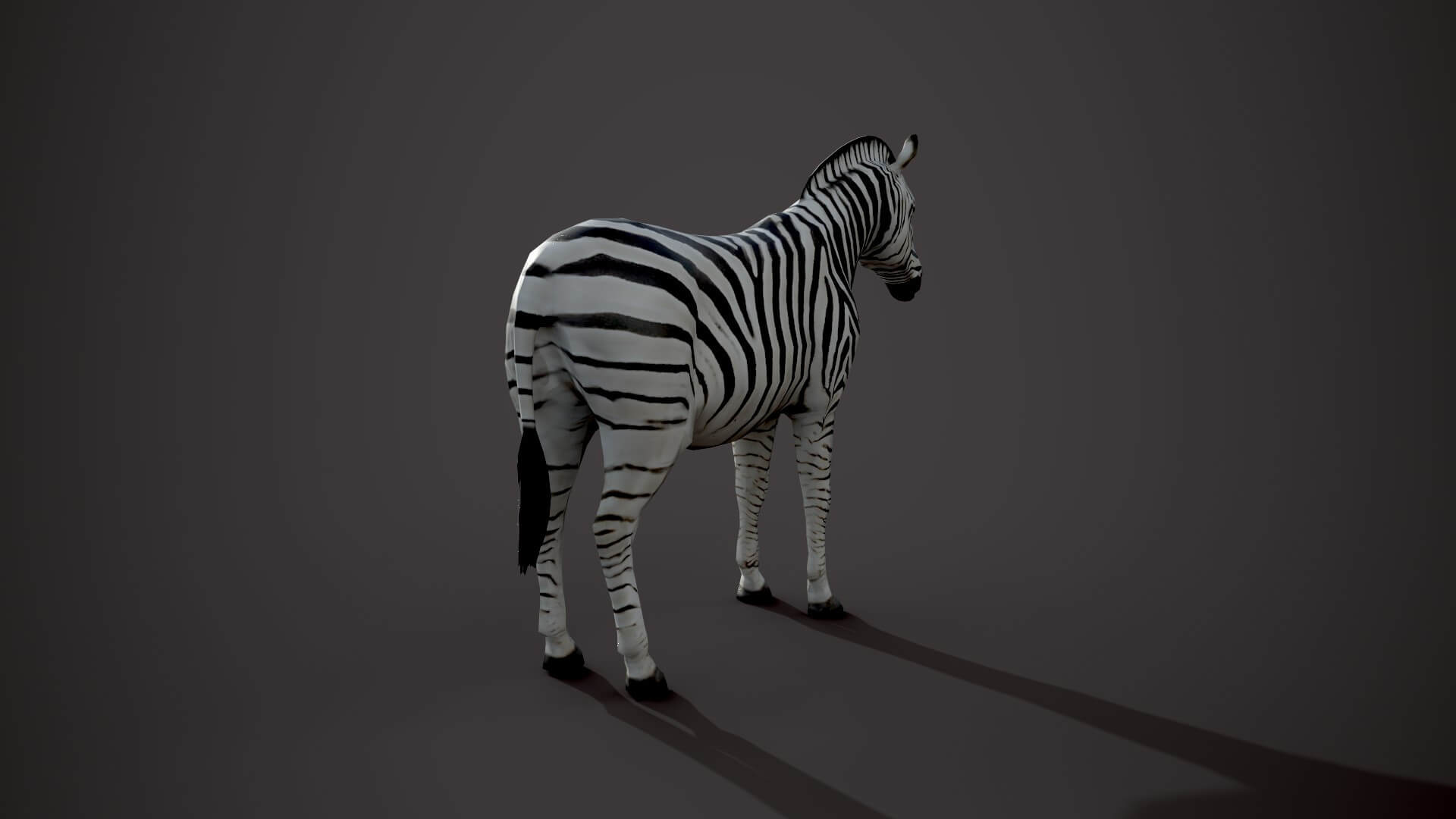 Zebra - 3D Model by sherazahmad