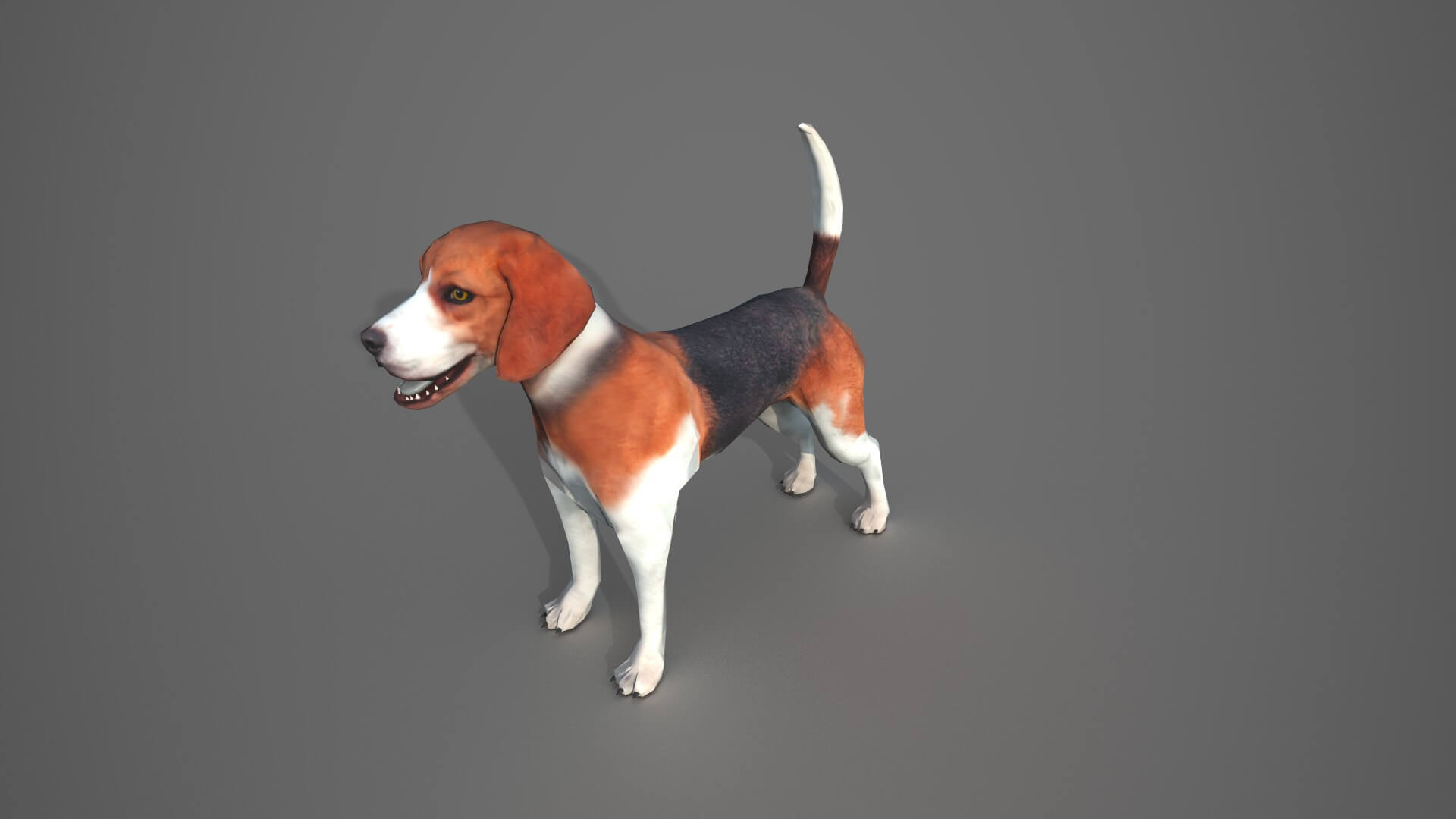 Beagle Dog - 3D Model by sherazahmad
