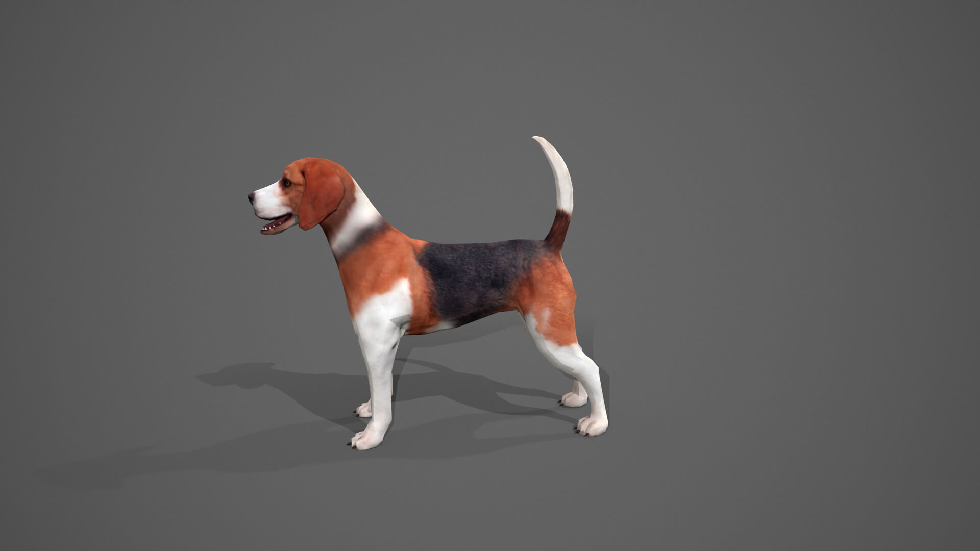 Beagle Dog - 3D Model by sherazahmad