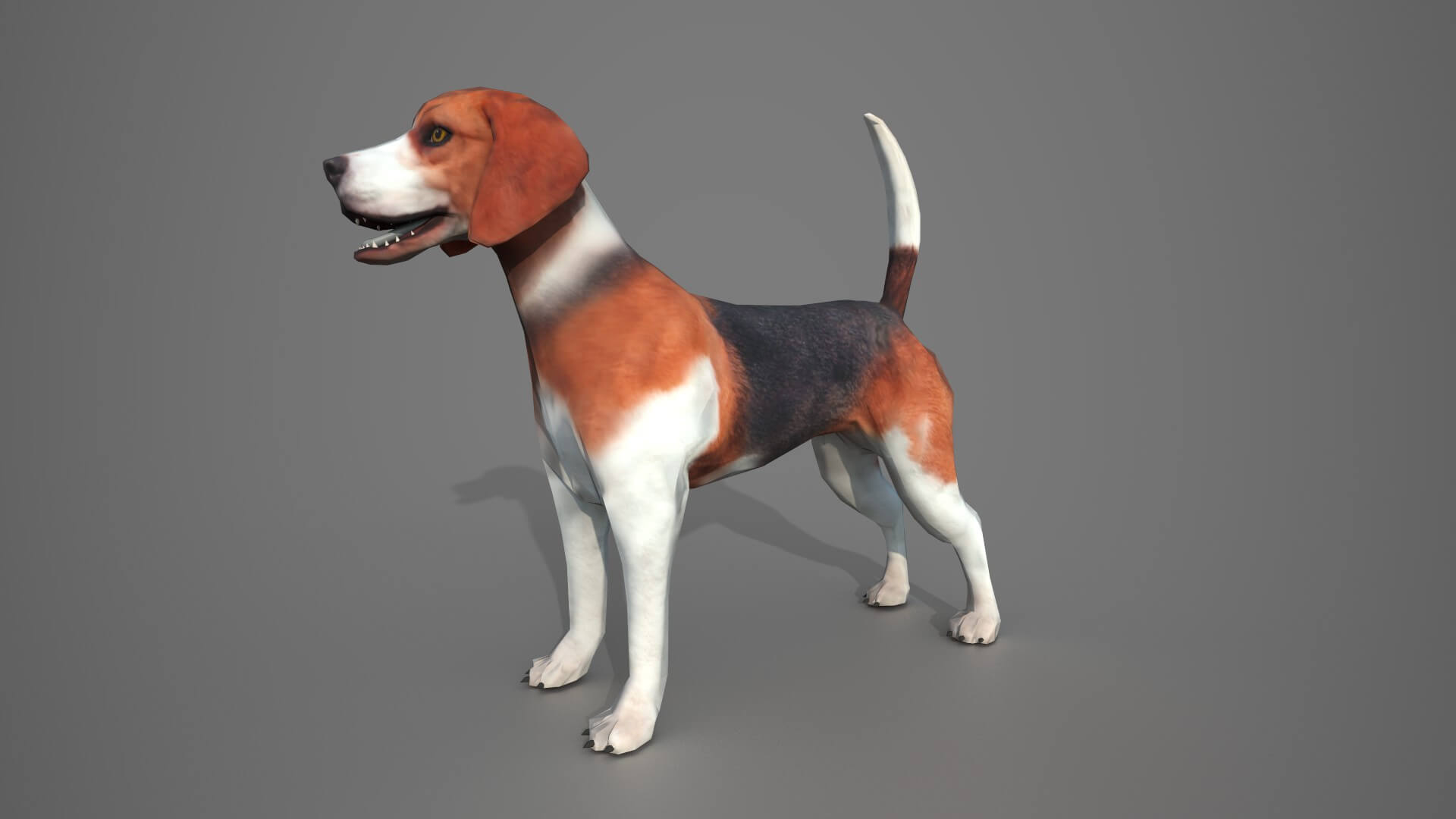 Beagle Dog - 3D Model by sherazahmad