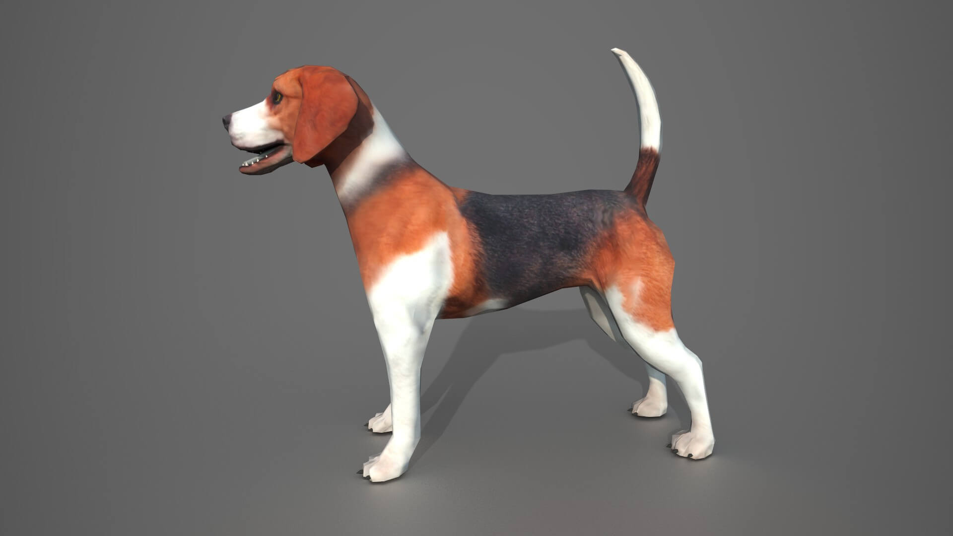 Beagle Dog - 3D Model by sherazahmad