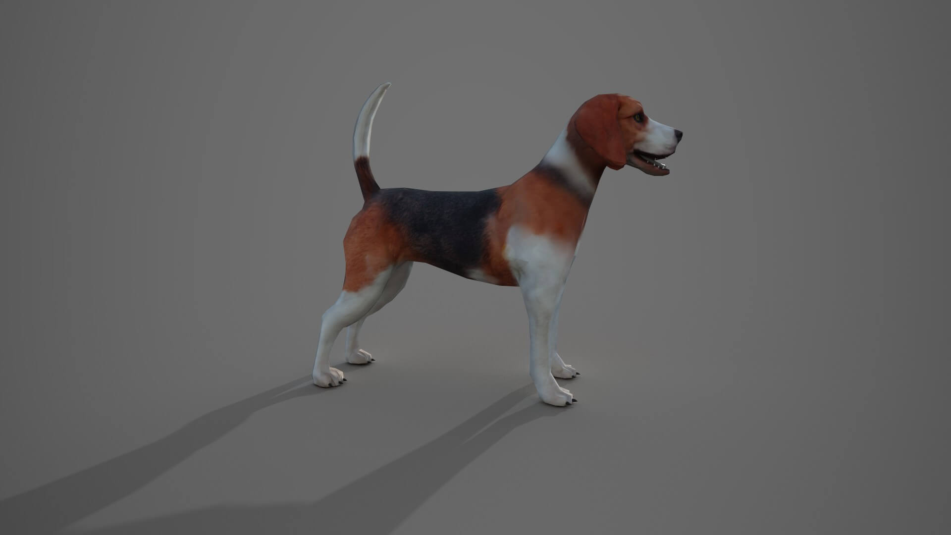 Beagle Dog - 3D Model by sherazahmad