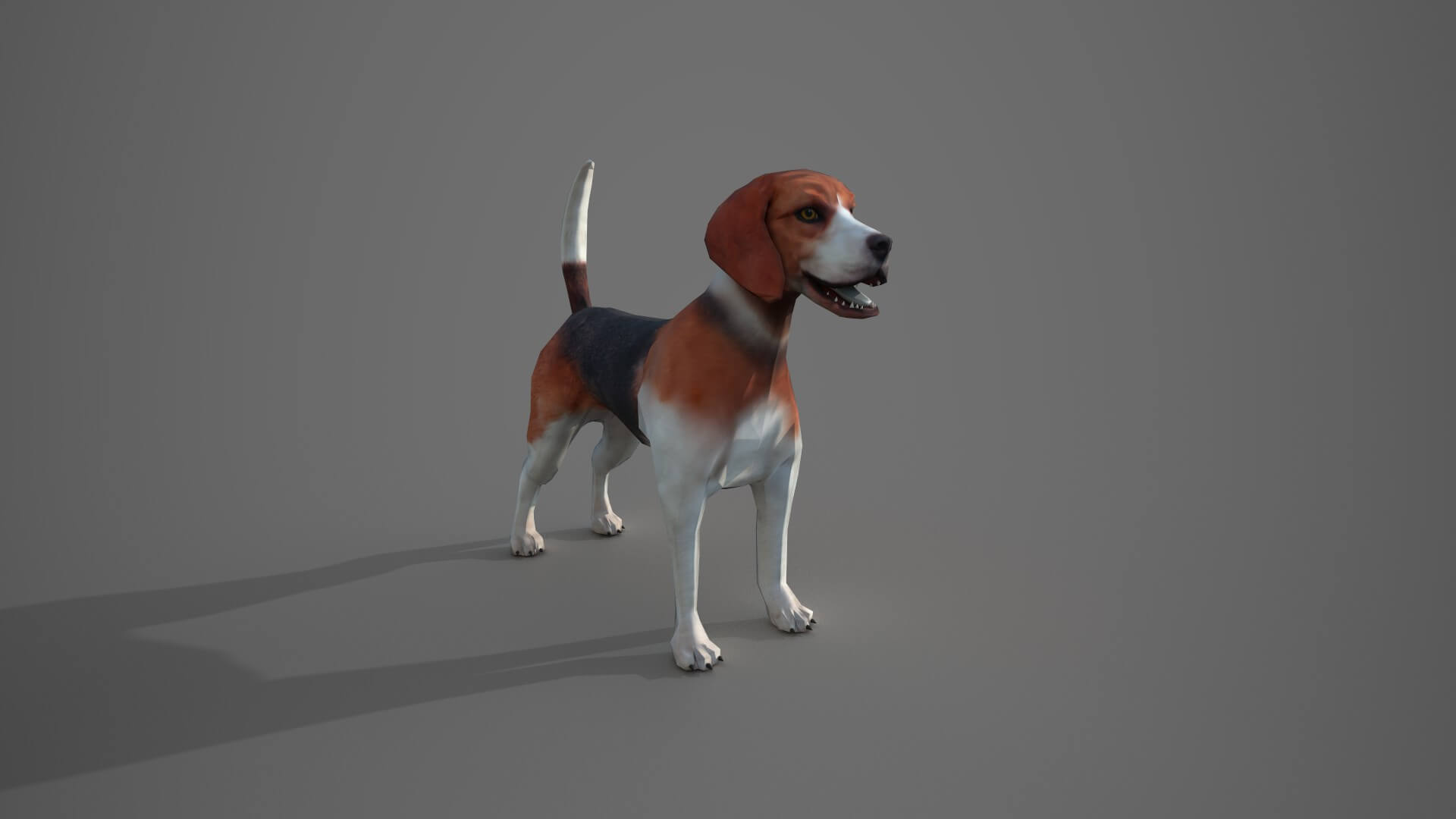 Beagle Dog - 3D Model by sherazahmad