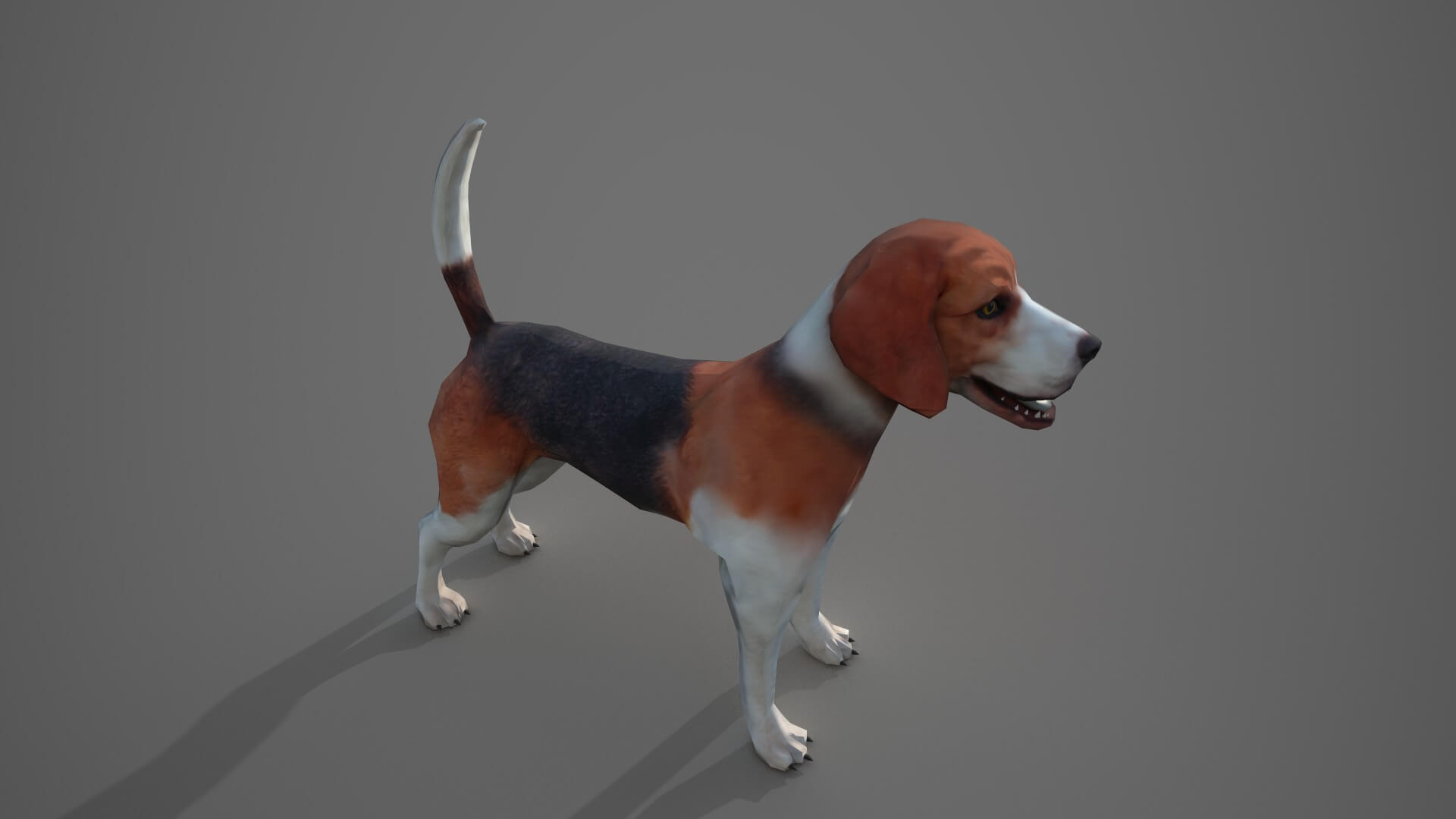 Beagle Dog - 3D Model by sherazahmad