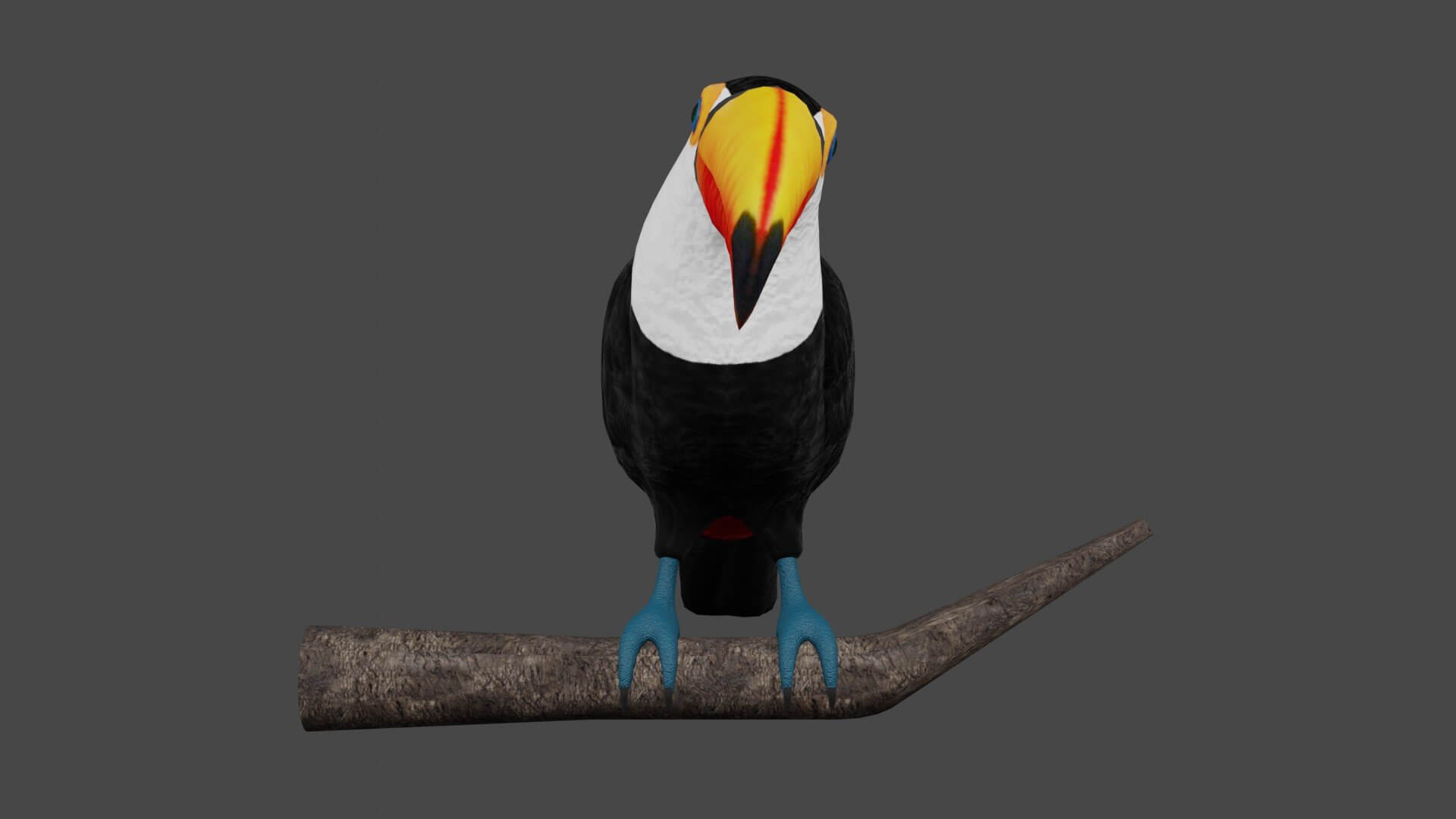 Toucan - 3D Model by ShigeruMiyamoto