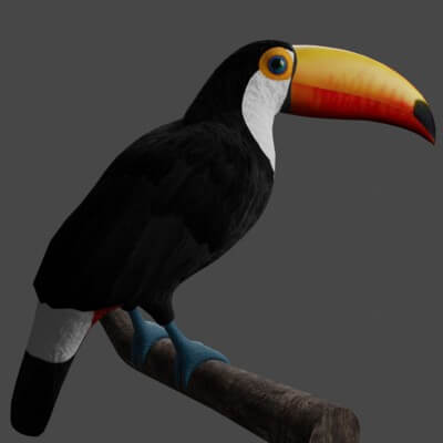 Toucan - 3D Model by ShigeruMiyamoto