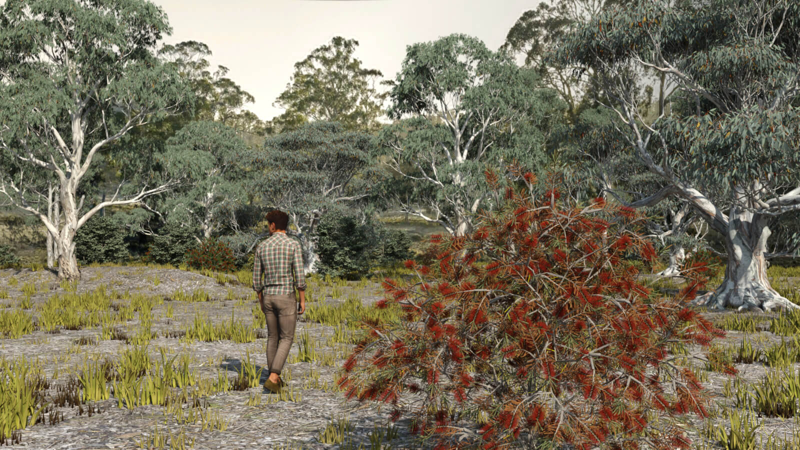 Australian Bushland for DAZ by Shredder