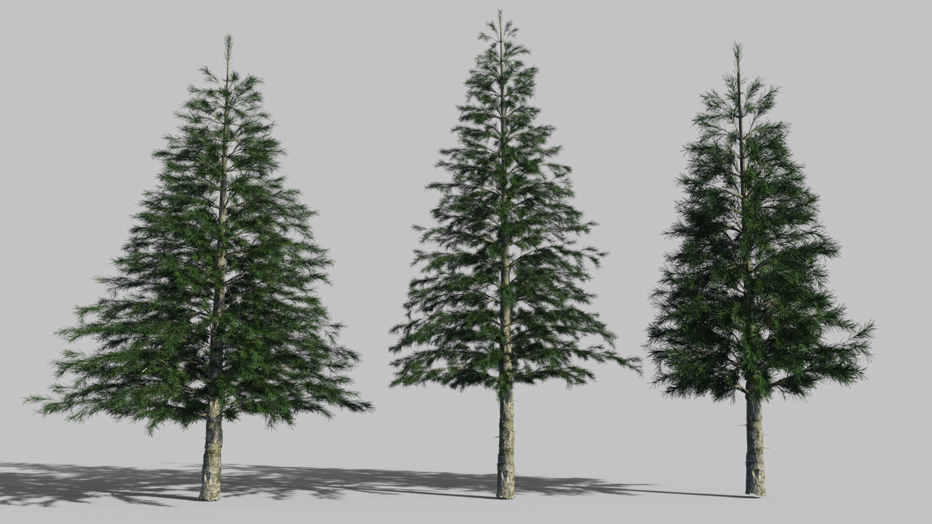 Bush Walking Track - Free 3D Model by Shredder