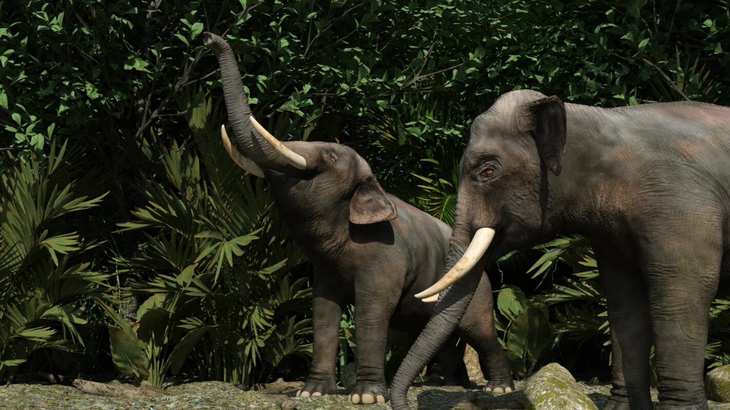 Jungle Props - Free 3D Model by Shredder