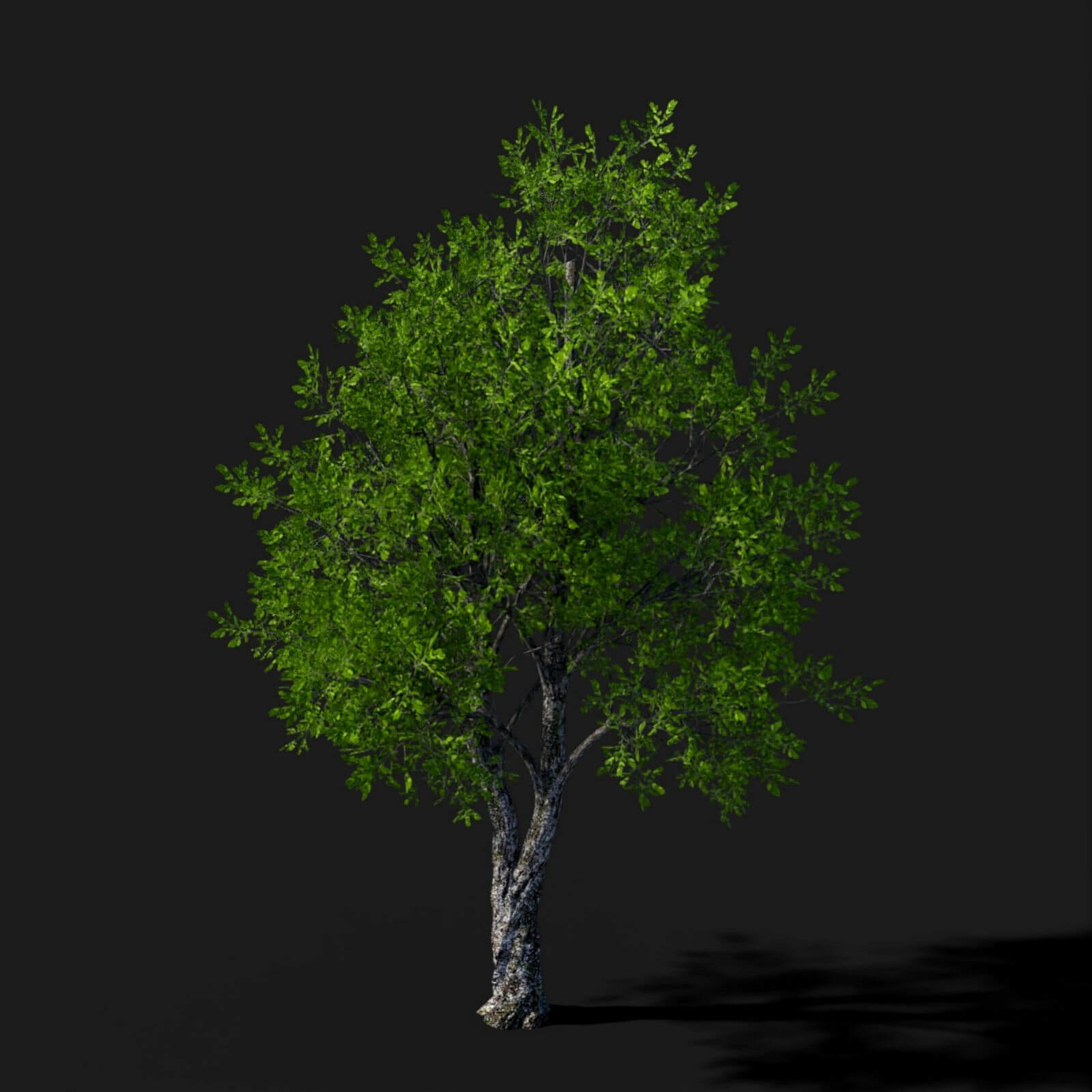 Tree Movements - Daz Content by Silvia Helena