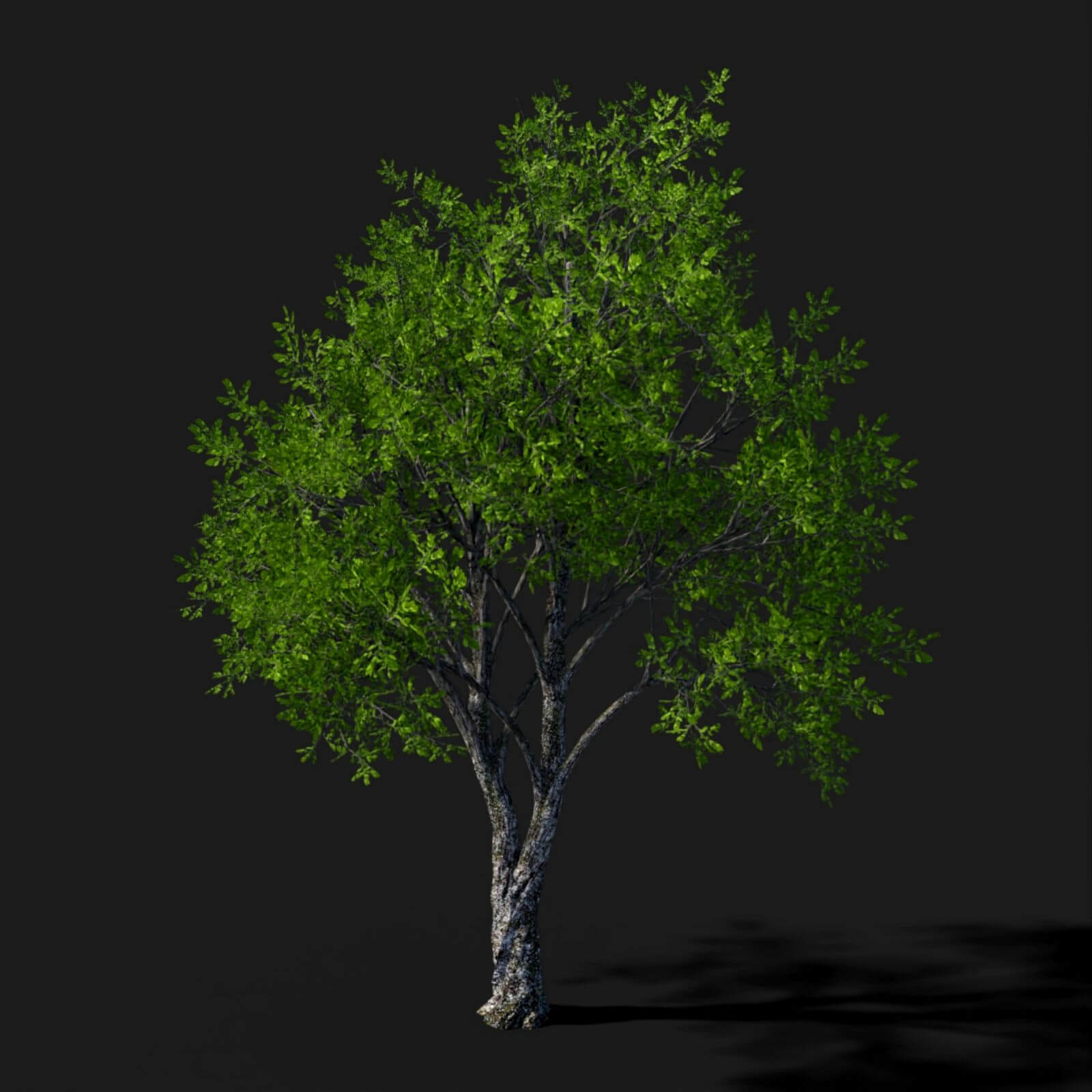 Tree Movements - Daz Content by Silvia Helena