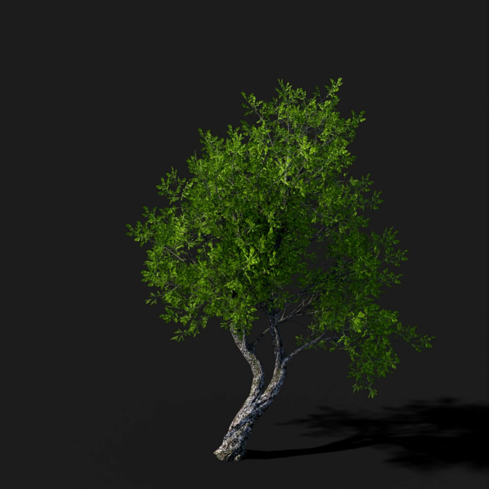 Tree Movements - Daz Content by Silvia Helena