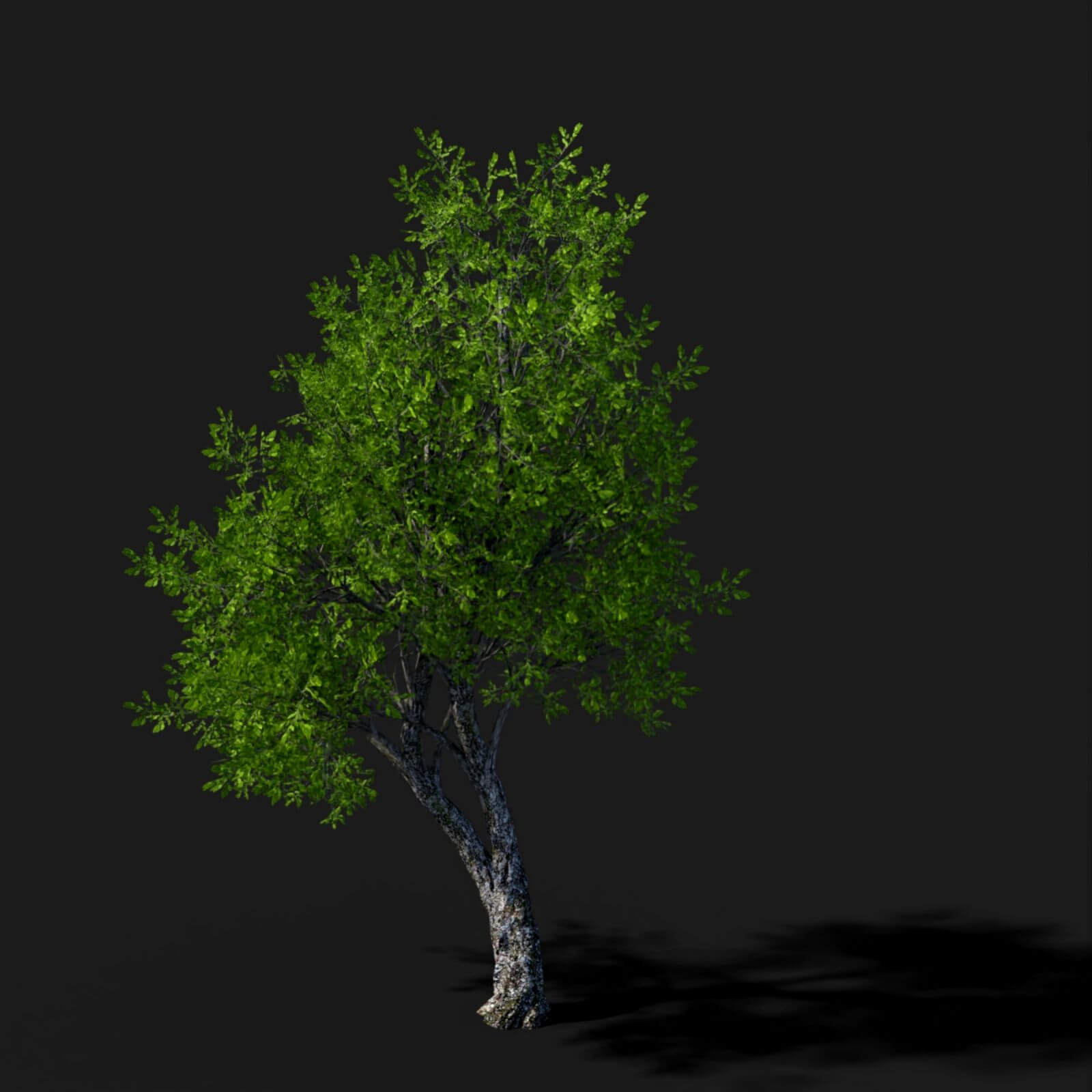 Tree Movements - Daz Content by Silvia Helena