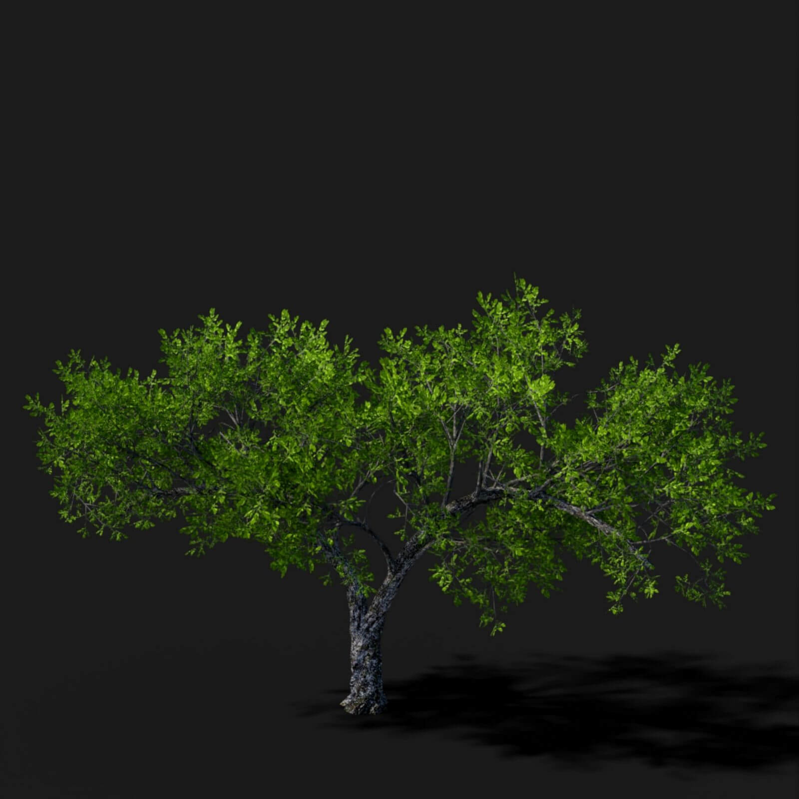 Tree Movements - Daz Content by Silvia Helena