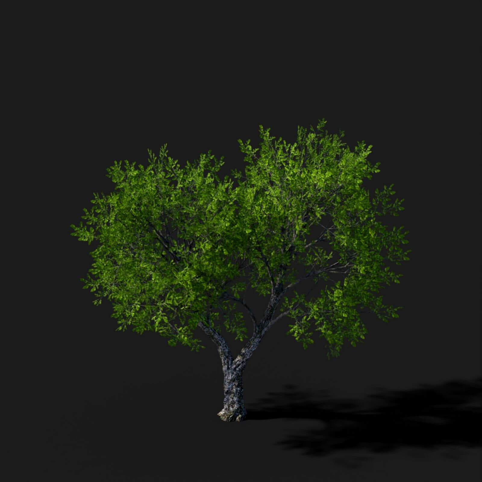 Tree Movements - Daz Content by Silvia Helena