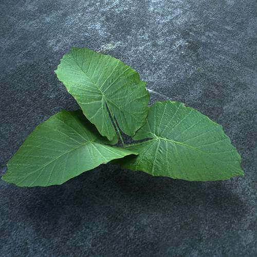 Tropical Plants (10types) - 3D Model by SkifX