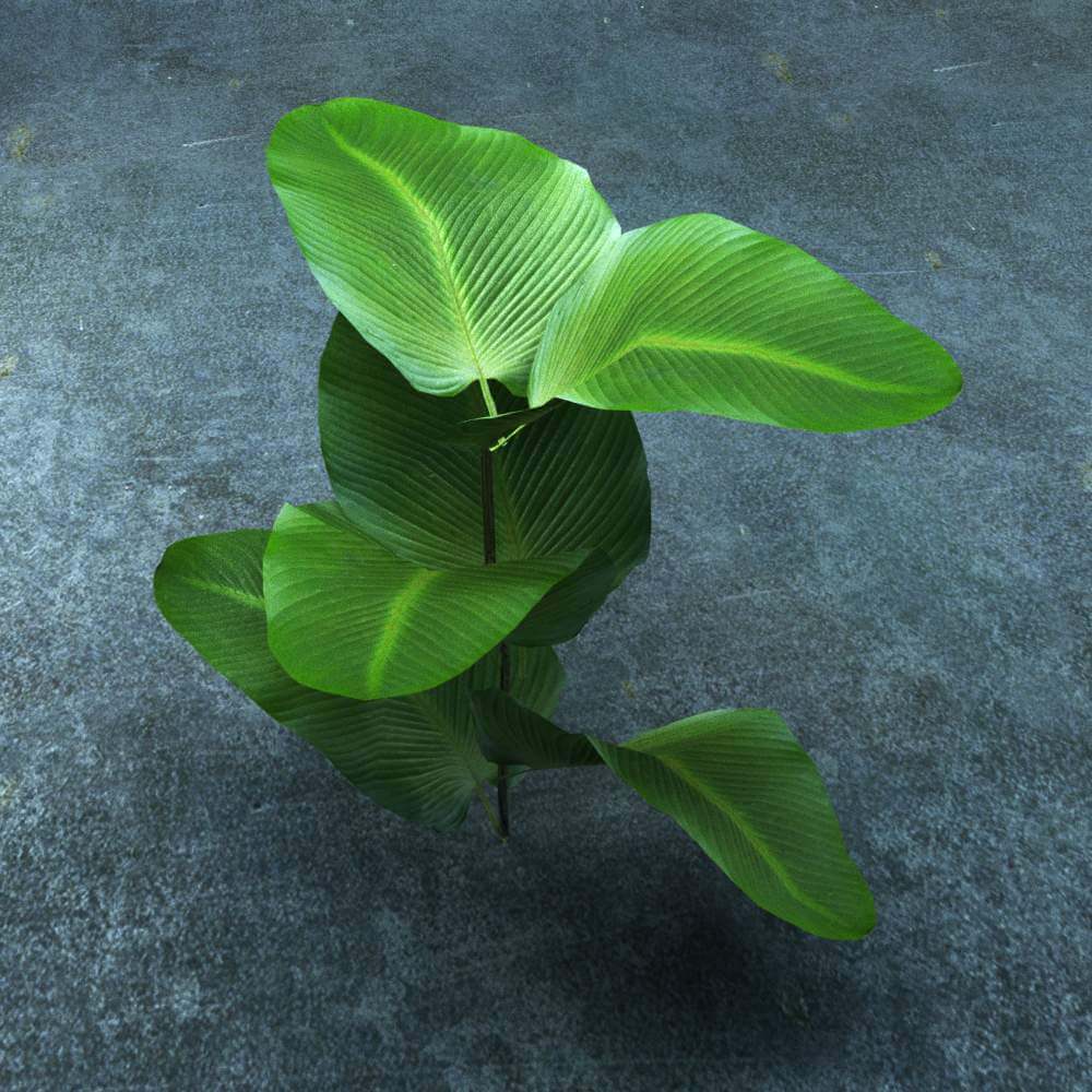 Tropical Plants (10types) - 3D Model by SkifX