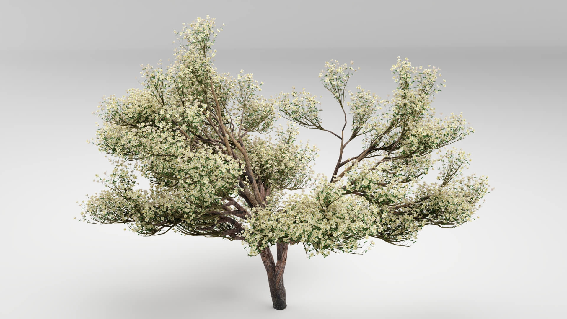 Flowering Apple Tree - 3D Model by Smart3DModels