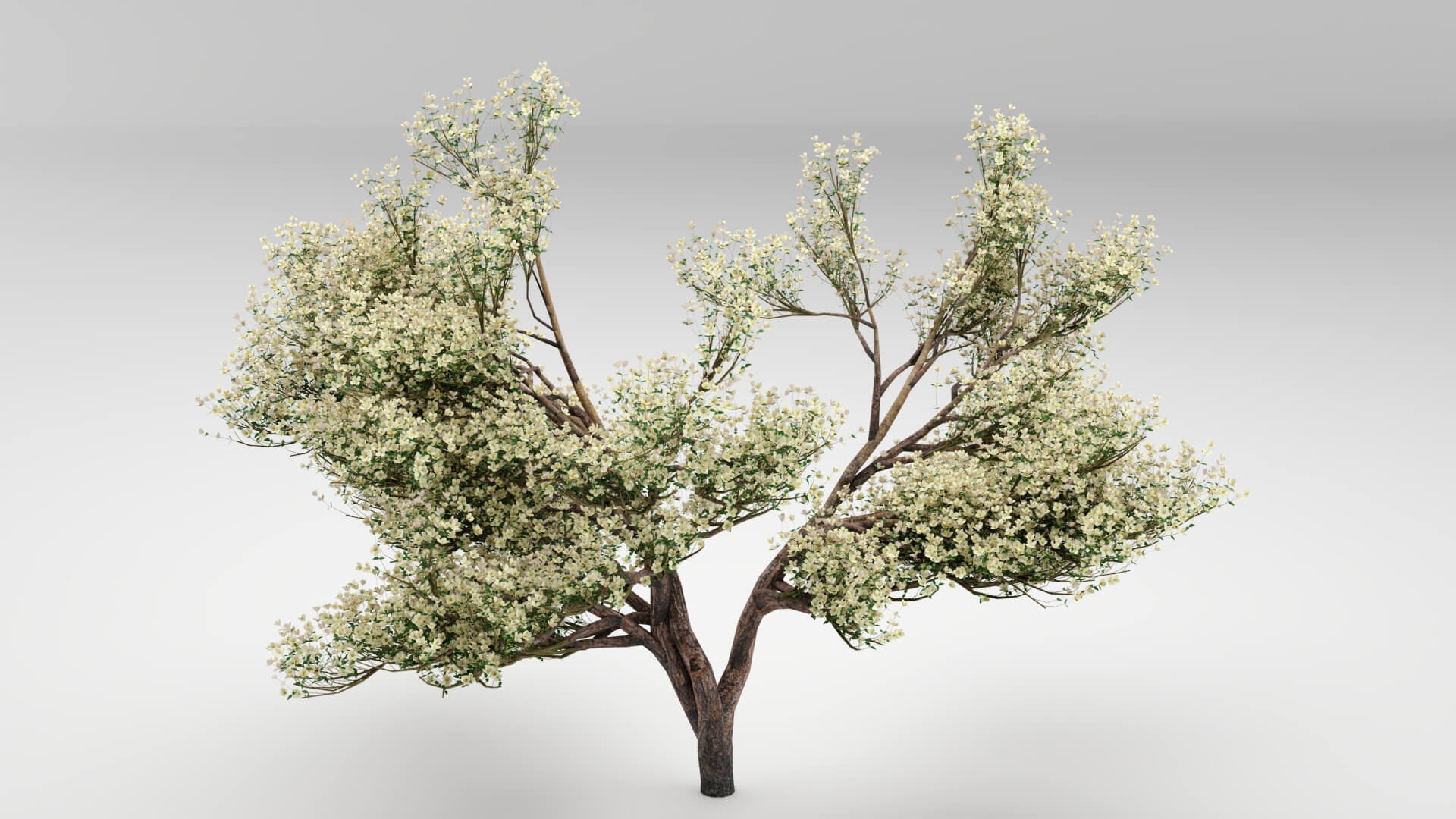 Flowering Apple Tree - 3D Model by Smart3DModels