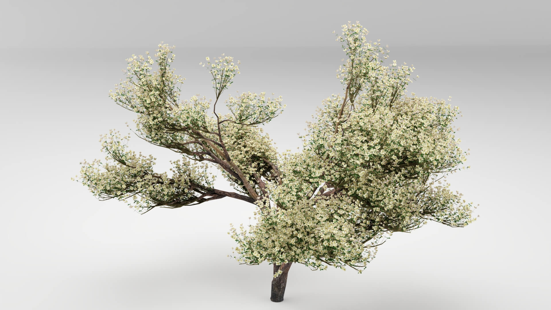 Flowering Apple Tree - 3D Model by Smart3DModels