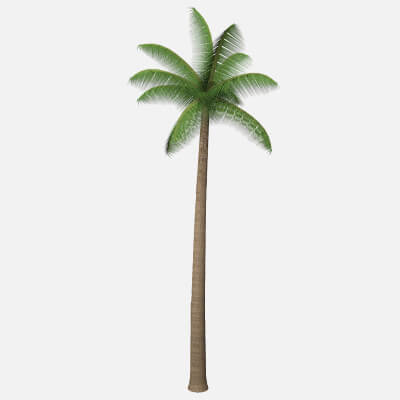 Palm Tree - Landscape Elements 3D Model by SpiritSwitchboard