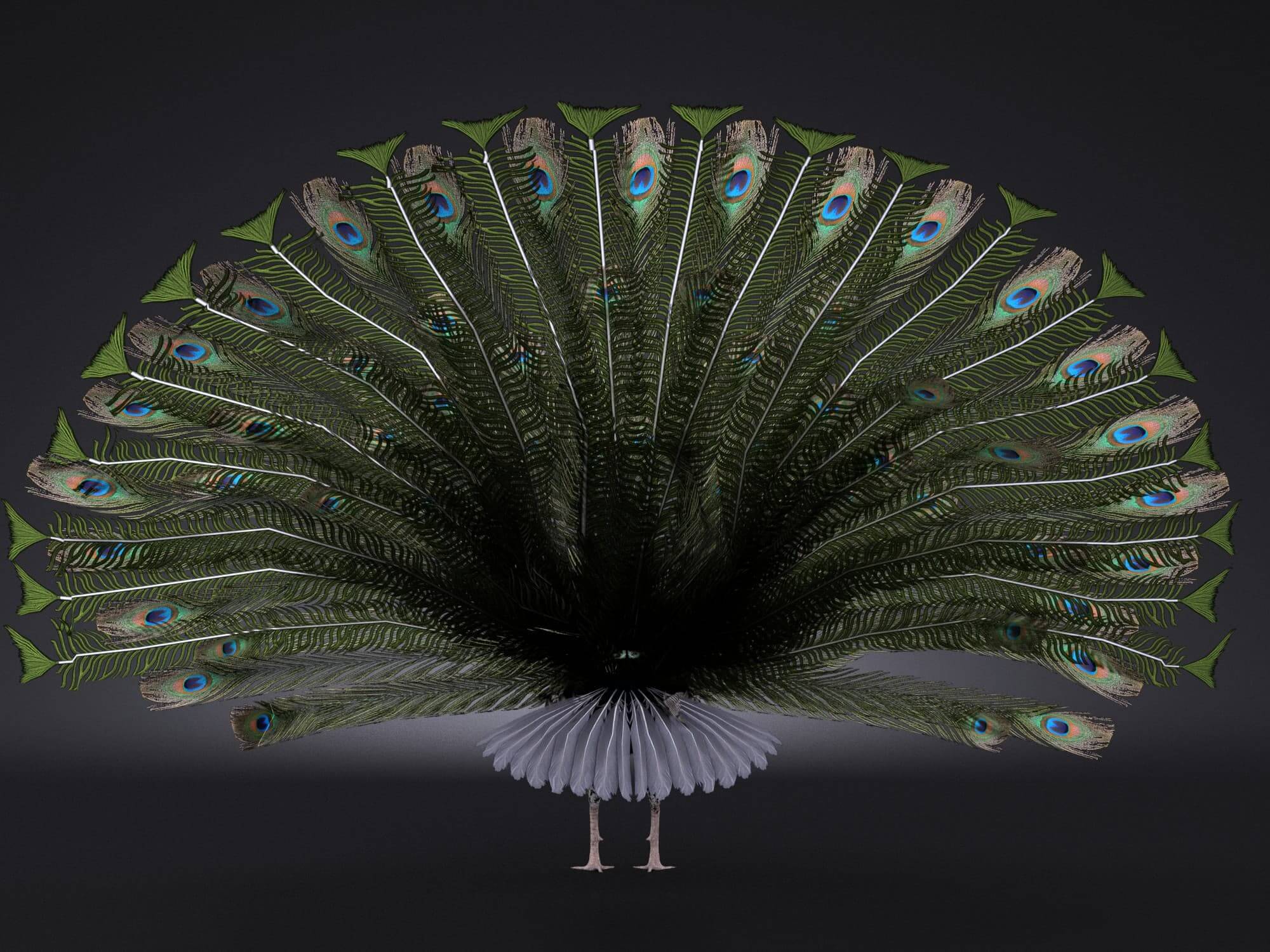 Peacock - 3D Model by SQUIR