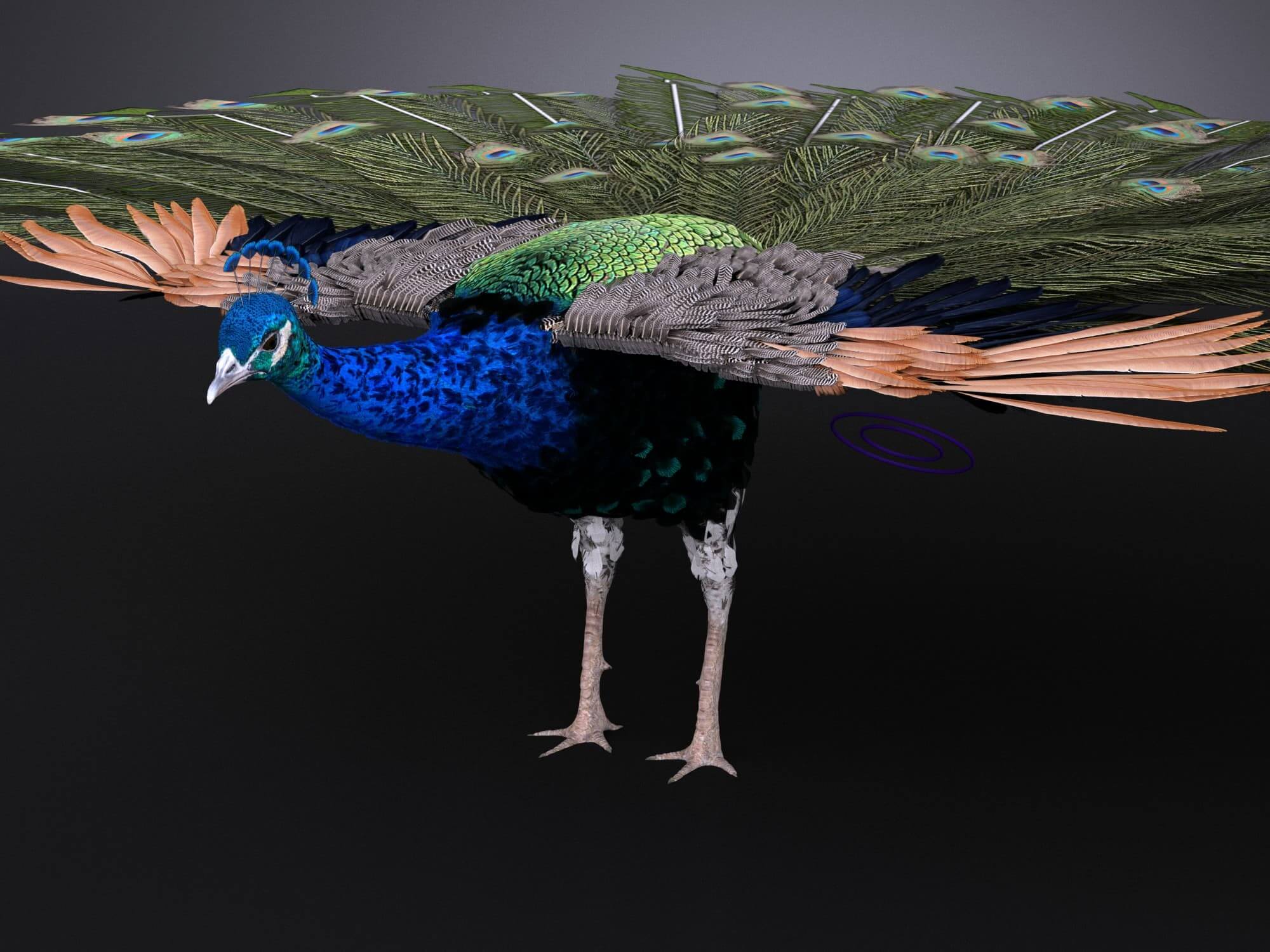 Peacock - 3D Model by SQUIR