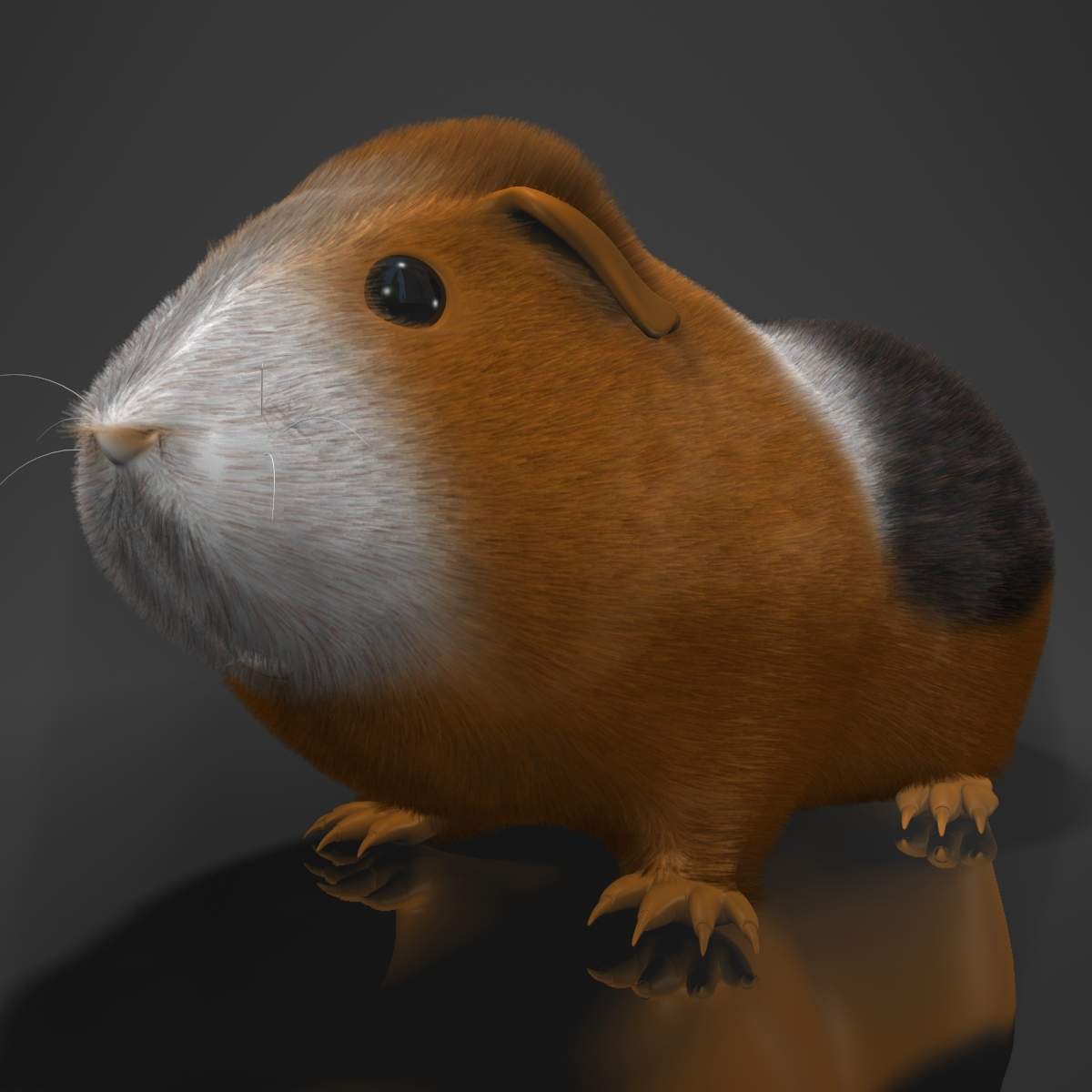 Guinea Pig (Cavia Porcellus) - 3D Model by supercigale