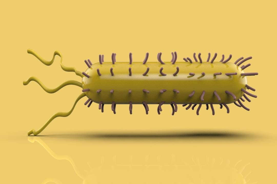 Bacteria - 3D Model by surf3d