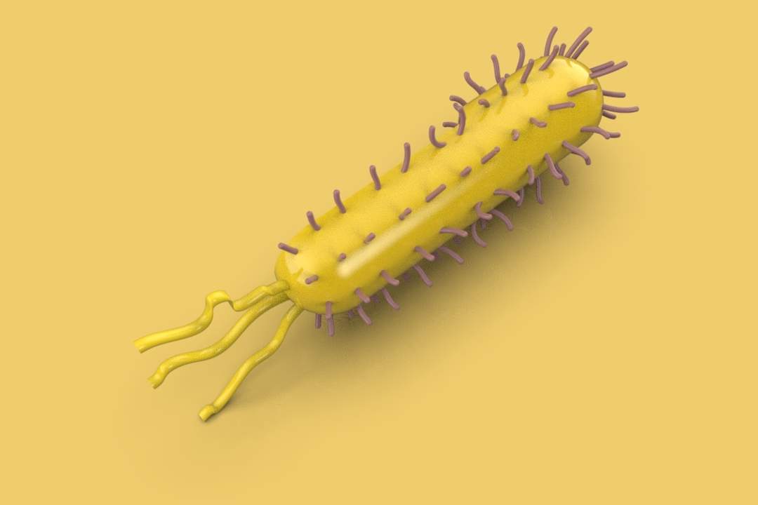 Bacteria - 3D Model by surf3d