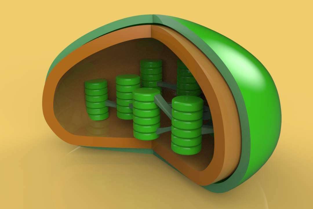 Chloroplast Cell - 3D Model by surf3d