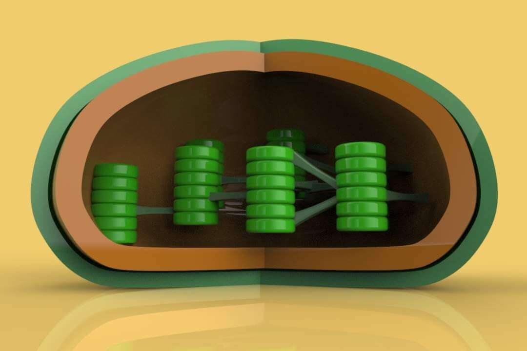 Chloroplast Cell - 3D Model by surf3d