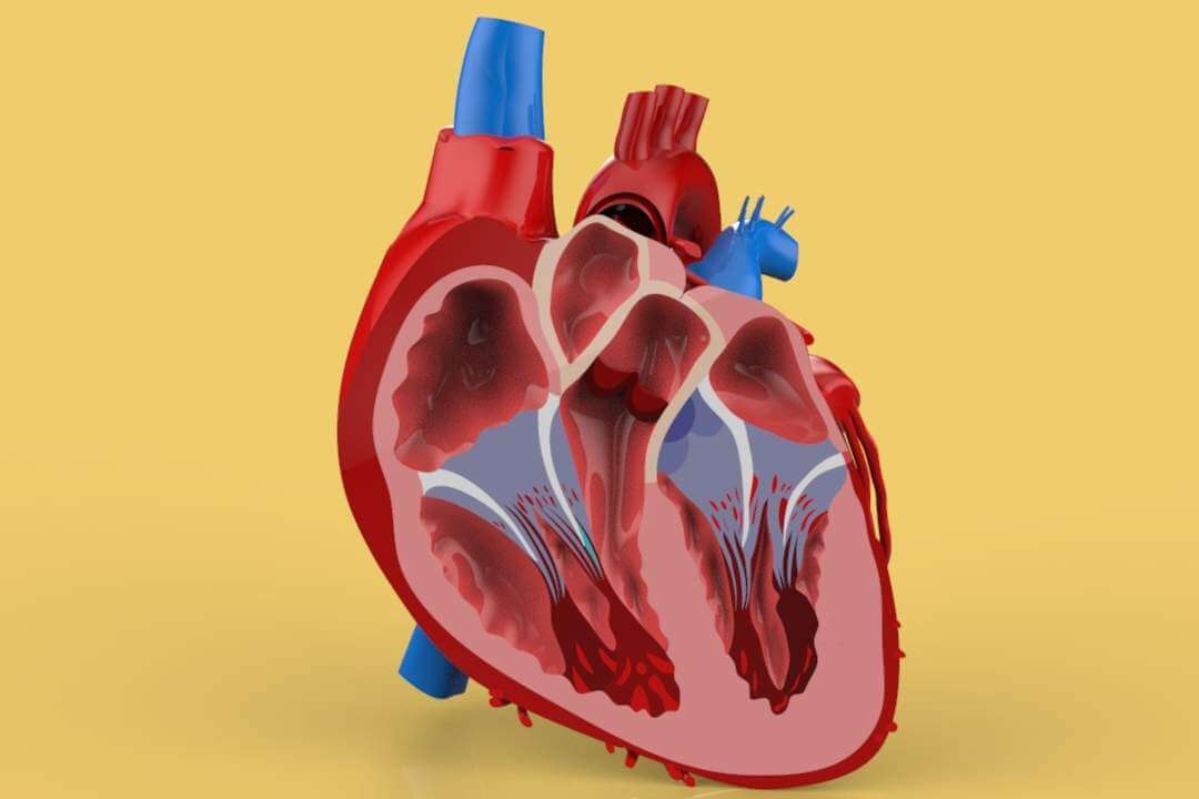 3D Human Heart Cross Section Model Papercraft Activity Woden br 3D Human Heart Cross Section Model Papercraft Activity Woden br