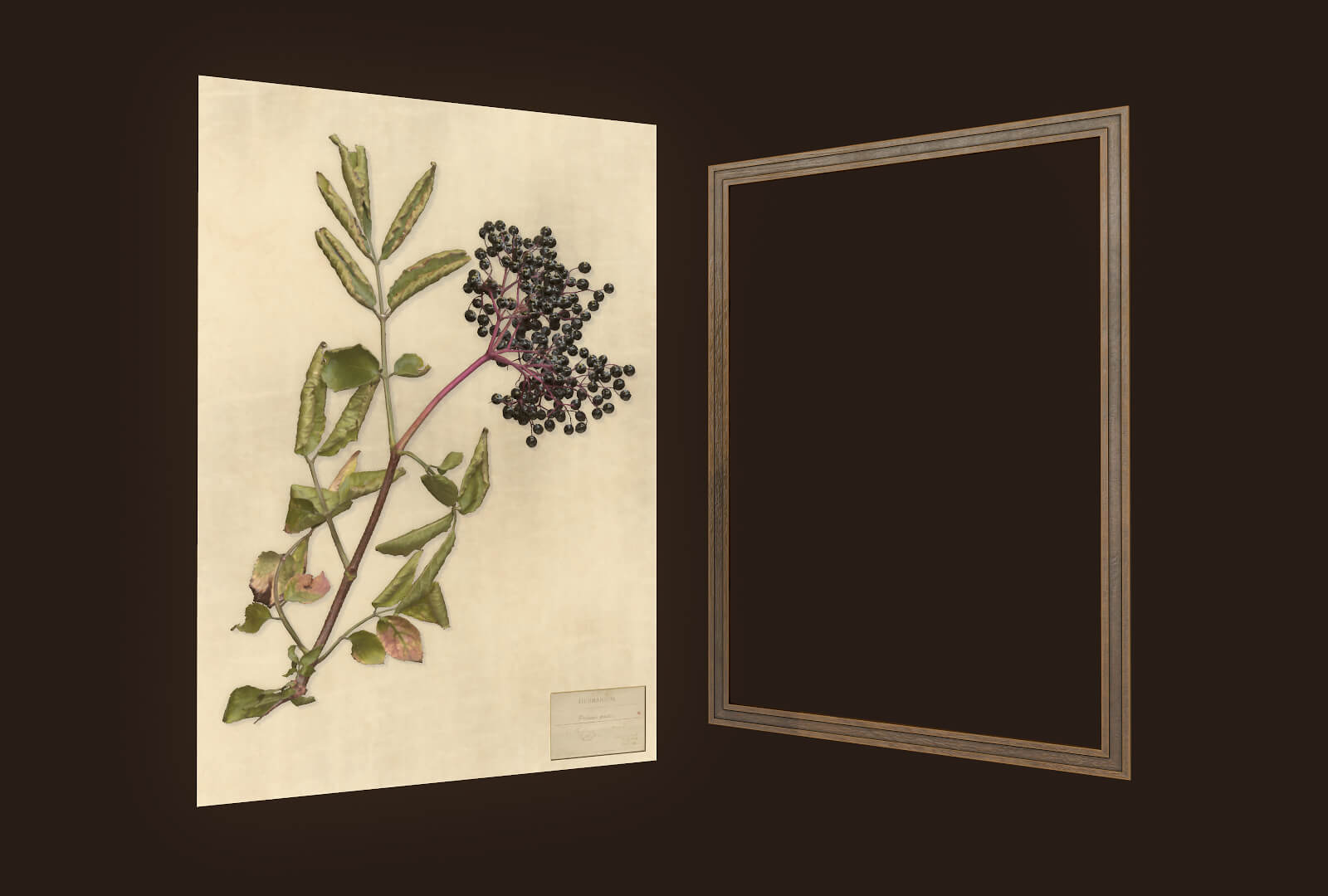 Herbarium Pictures - 3D Model by Tatiana Gladkaya