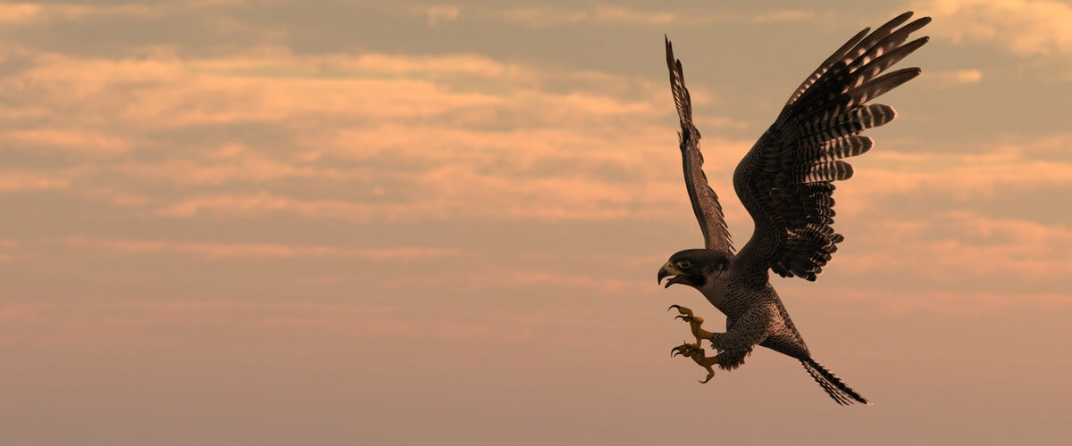 The hawk - Download Daz Content at RenderHub