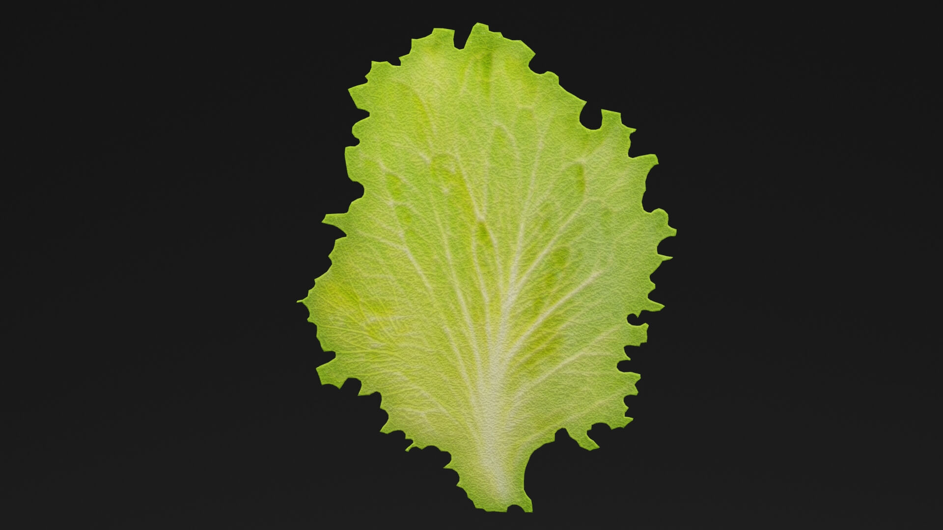 Lettuce Leaf - 3D Model by thedazking