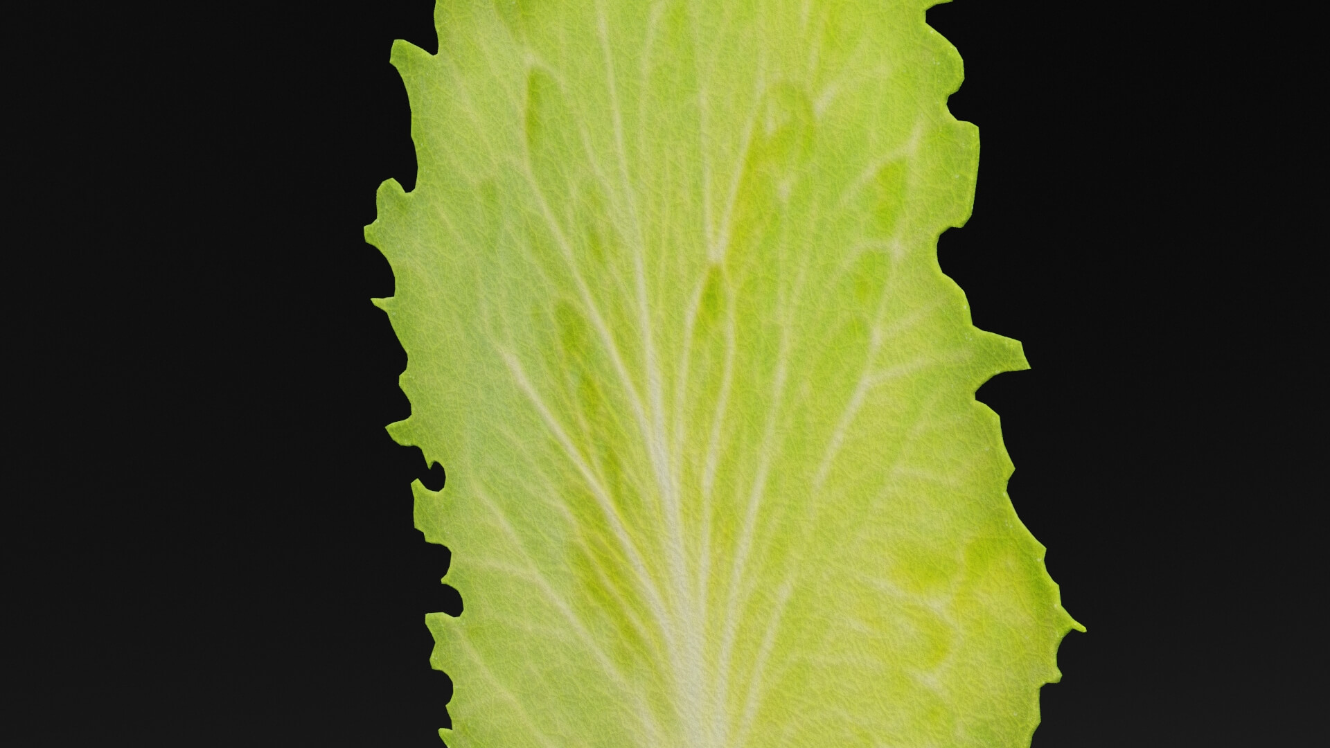 Lettuce Leaf - 3D Model by thedazking