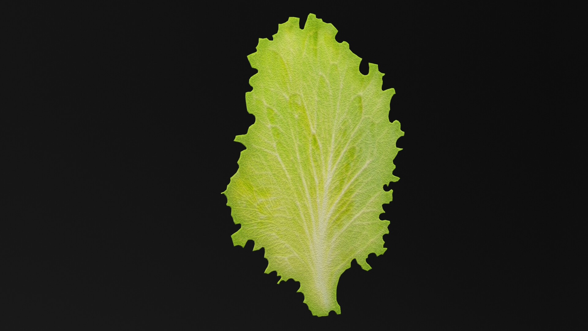 Lettuce Leaf - 3D Model by thedazking