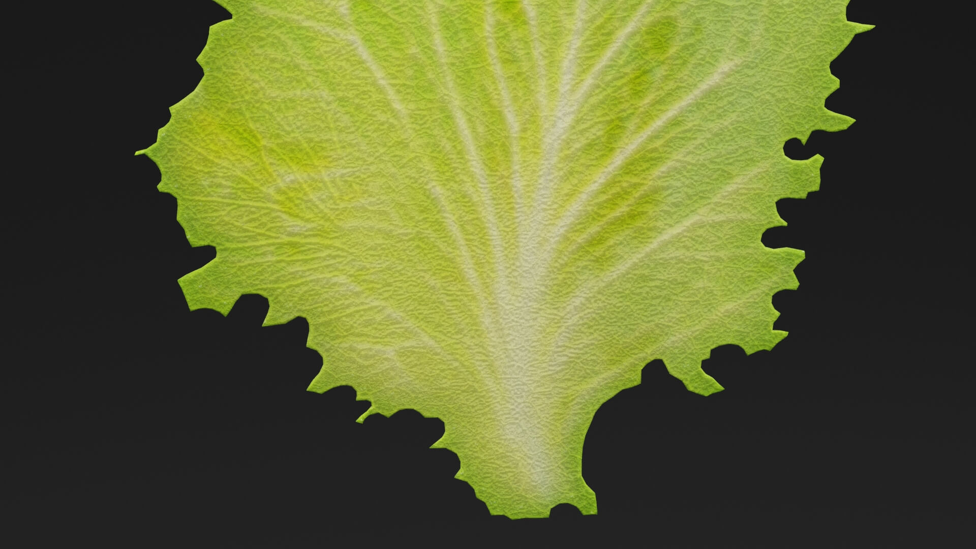 Lettuce Leaf - 3D Model by thedazking