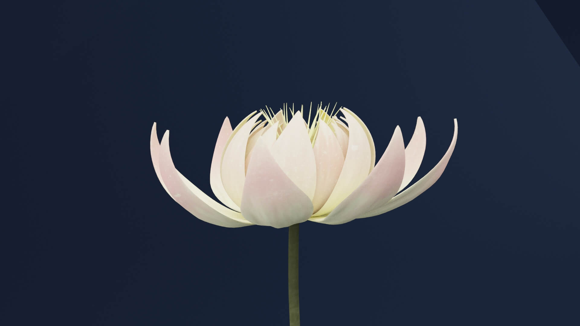 Lotus Flower - 3D Model by thedazking